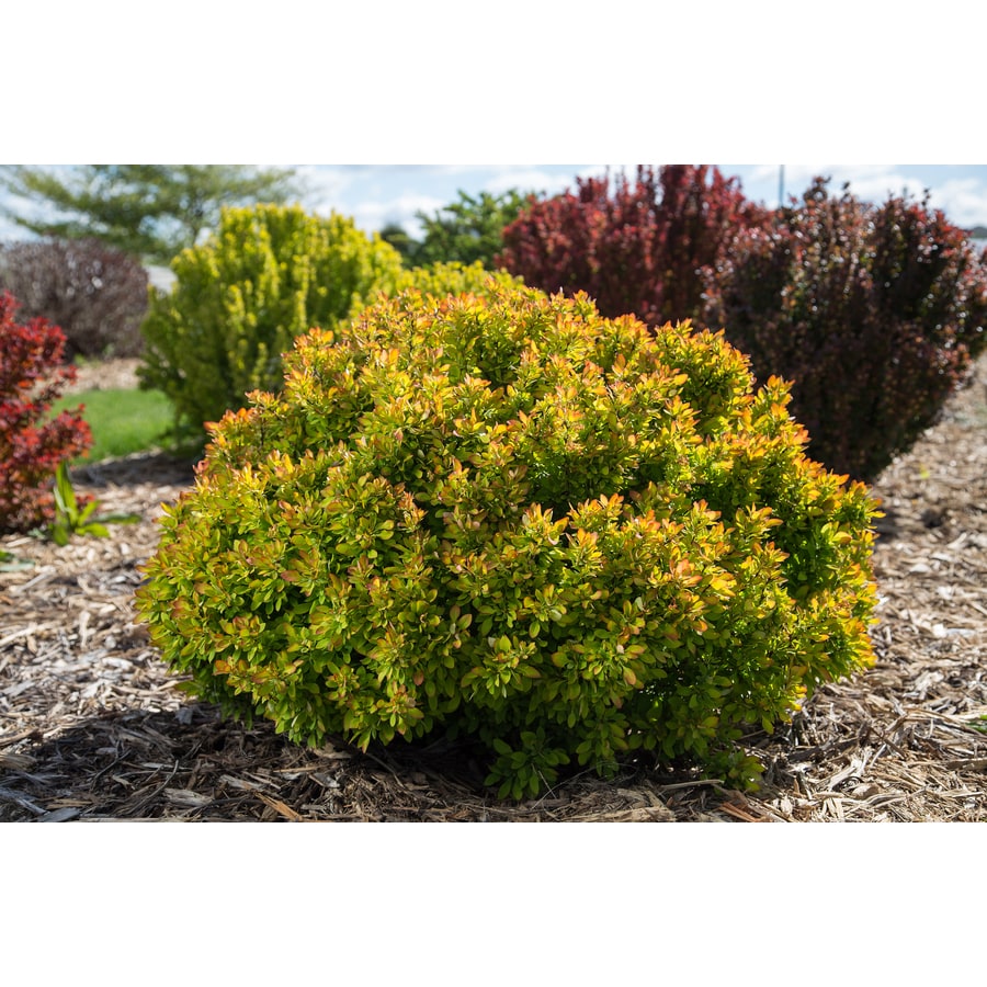 2-Gallon First Editions Limoncello Barberry Foundation/Hedge Shrub in ...