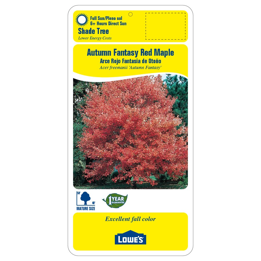 12.7-Gallon Yellow Autumn Fantasy Red Maple Shade Tree in Pot (L8500 ...