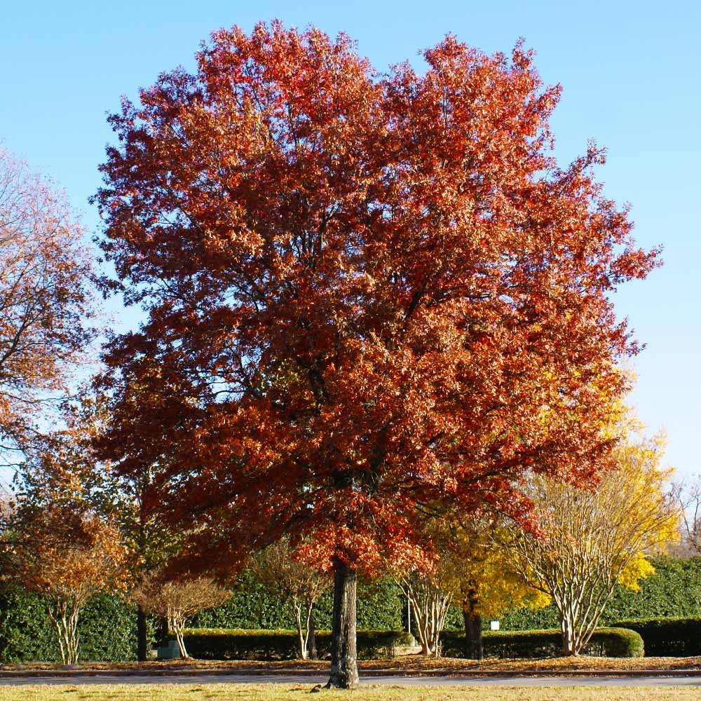 Brighter Blooms Pin Oak Tree (6-7 ft.) in the Trees department at Lowes.com