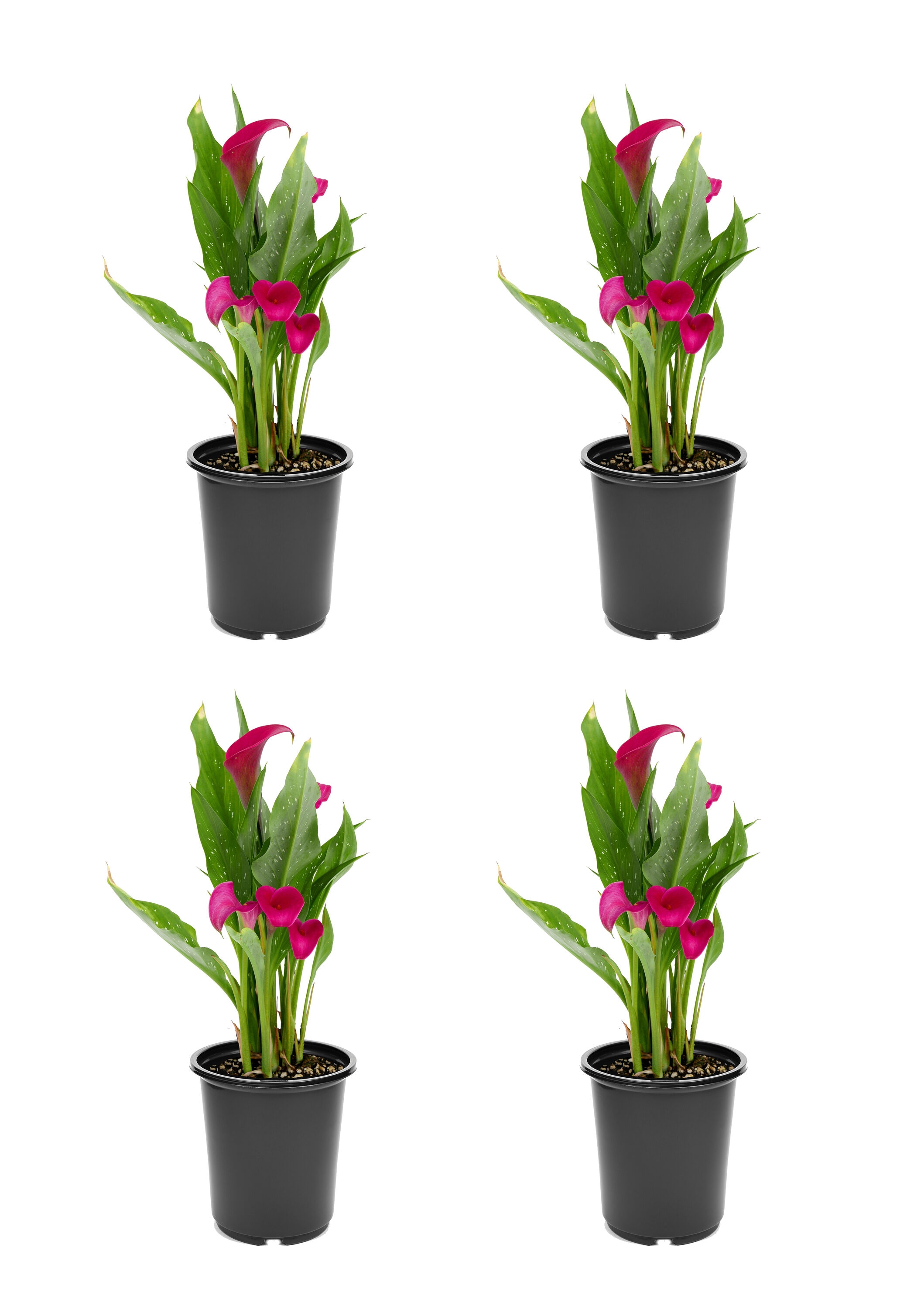 Pink Calla Lily Plant in 2.5 -Quart Pot 4 -Pack in the Perennials ...