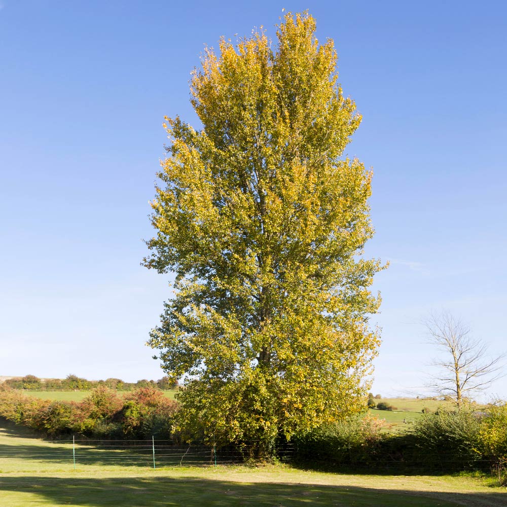 Brighter Blooms Superior Hybrid Poplar Tree (6-7 ft.) at Lowes.com