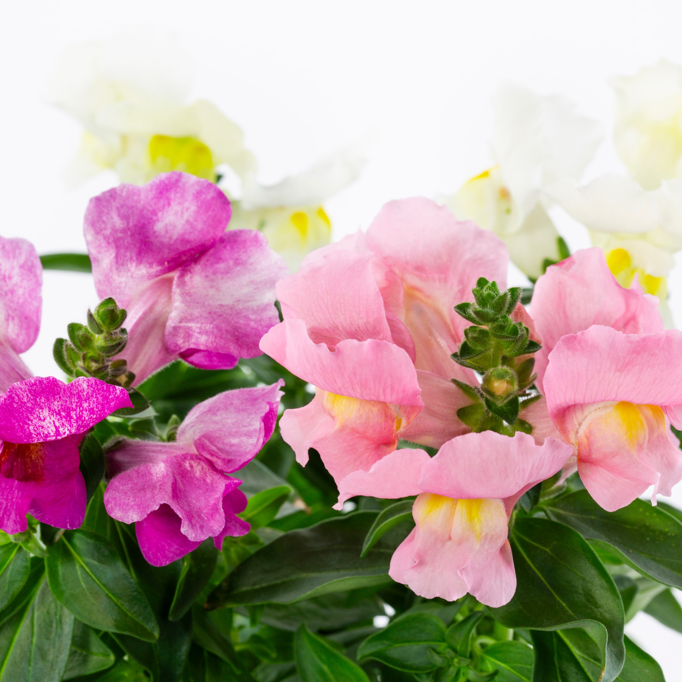 Metrolina Greenhouses Multicolor Snapdragon in 1-Pint Pot 6-Pack 78792 ...