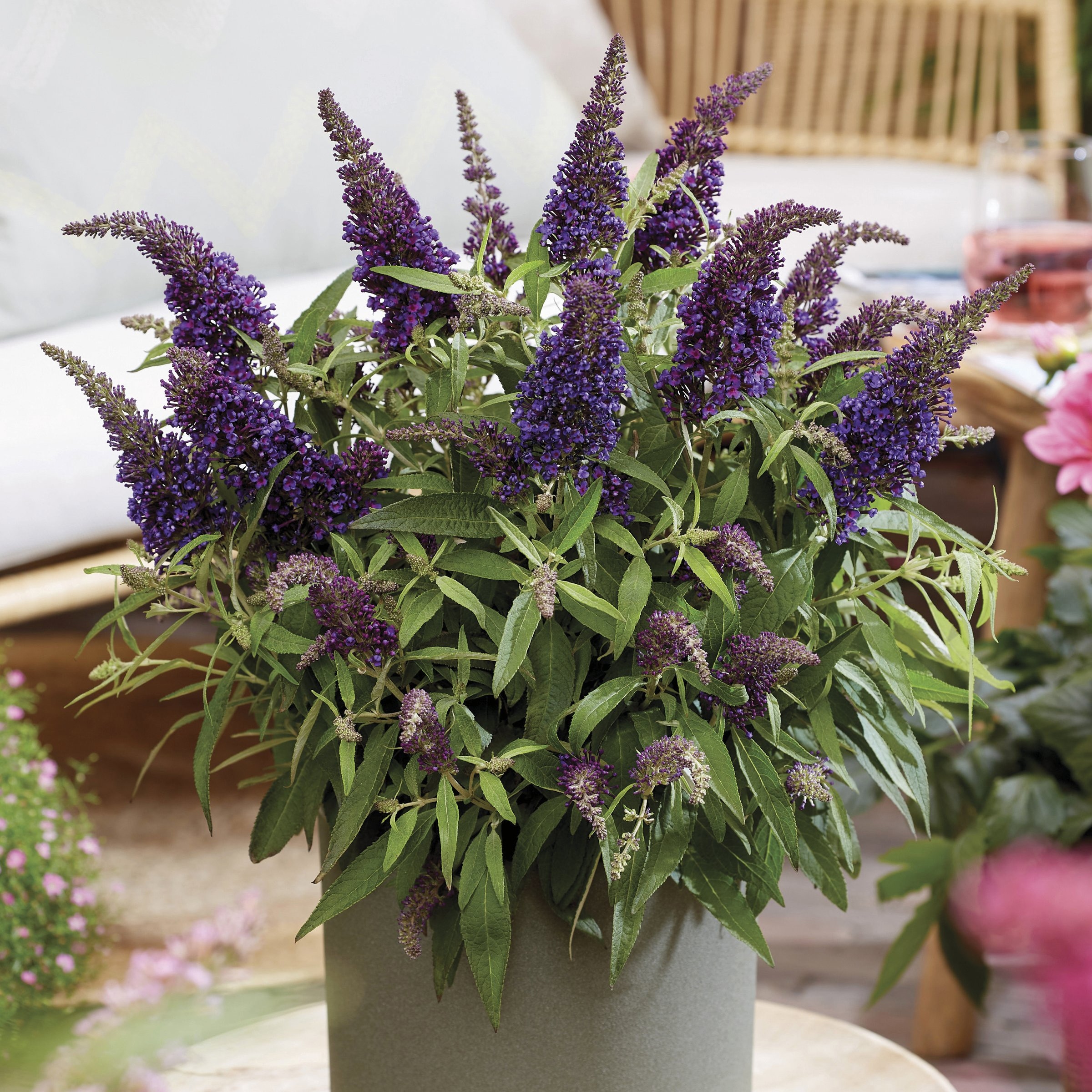 National Plant Network Buddleia Butterfly Candy Butterfly Bush ...