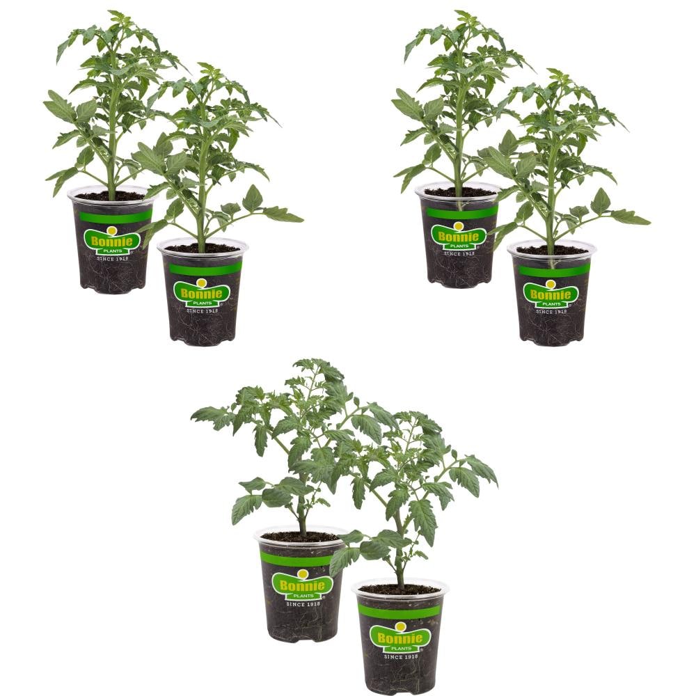 Shop Bonnie Plants Backyard Tomato Harvest at Lowes.com