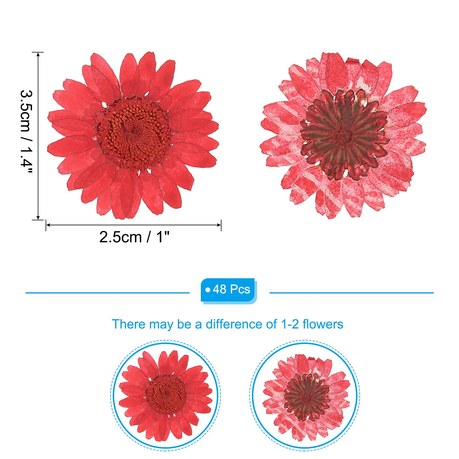 PATIKIL 48pcs Dried Pressed Flower Natural Dried Daisy Flower for DIY ...