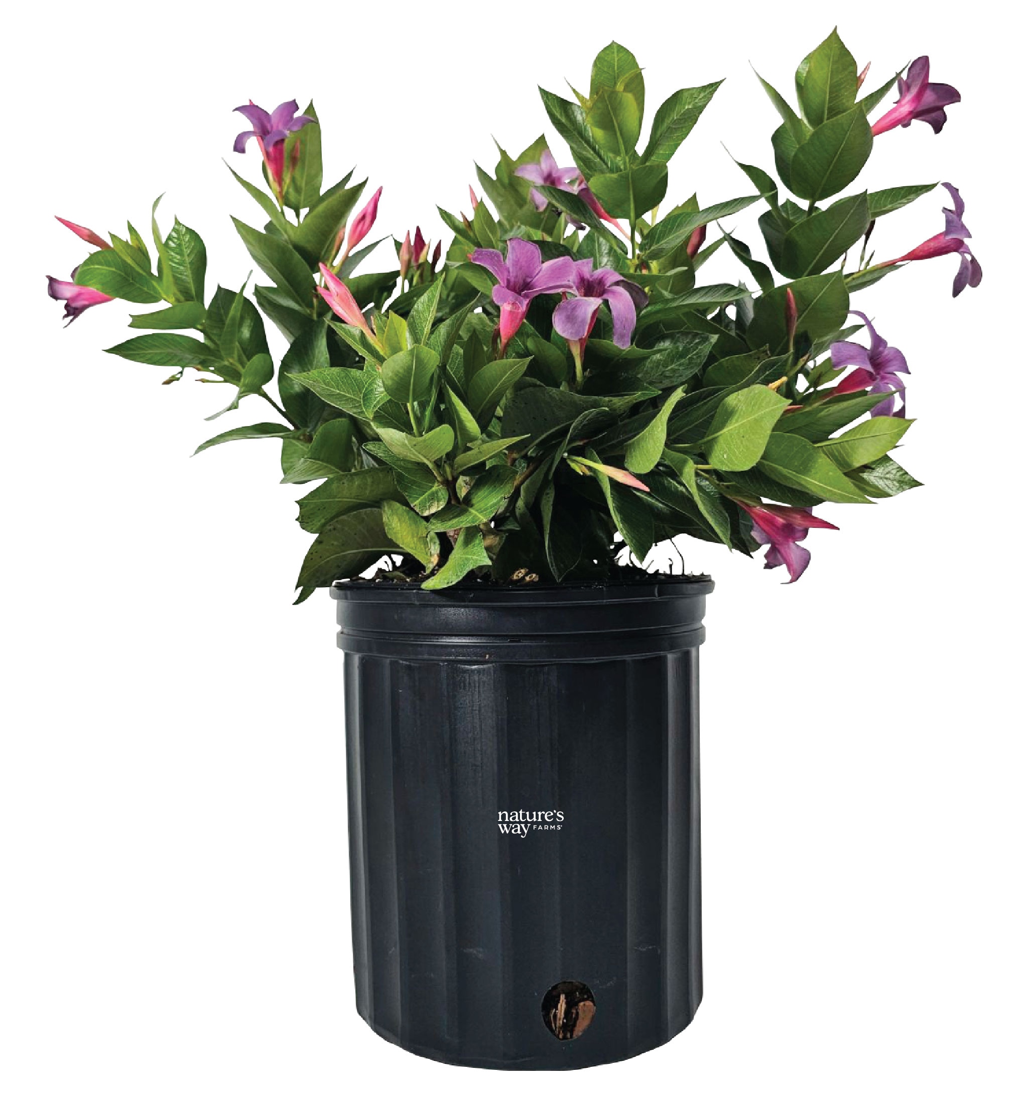 Spring to first frost Outdoor Plants at Lowes.com