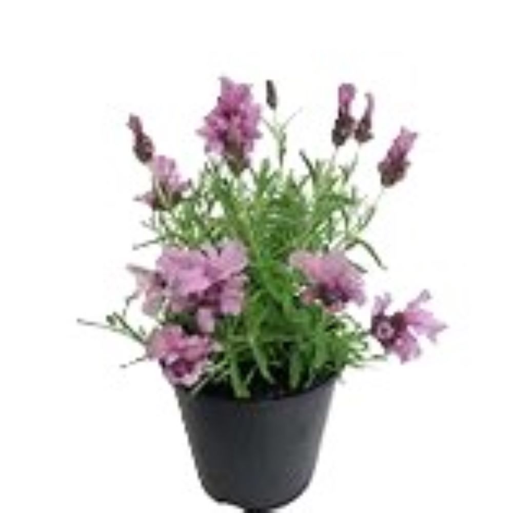 Monrovia 2.5 -Quart Pink Lavender 1 -Pack - Low Maintenance in the ...
