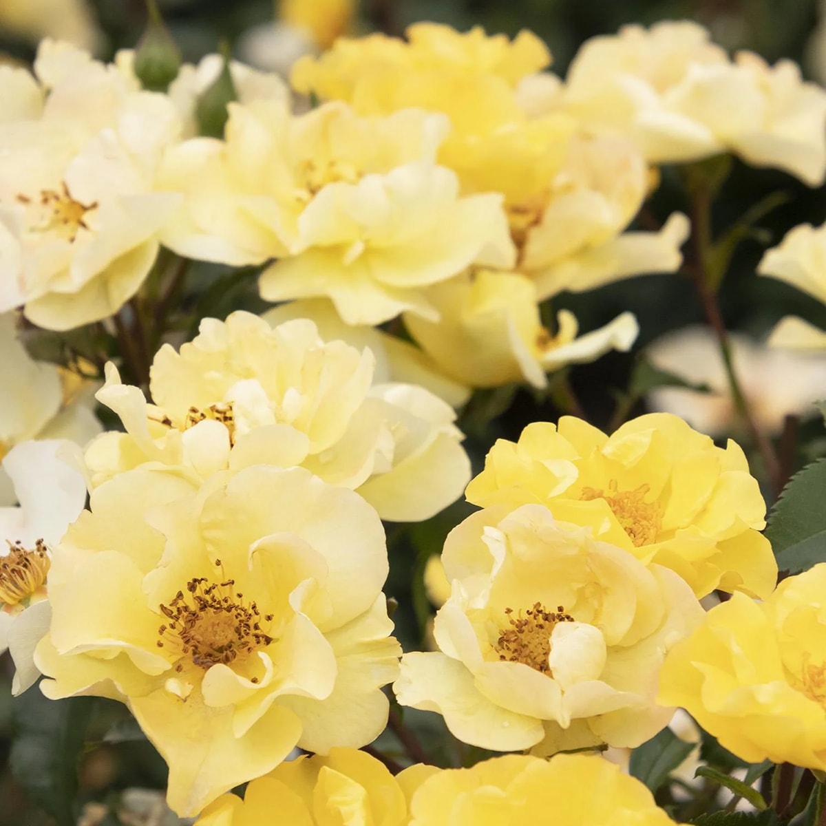 Monrovia Yellow Nitty Gritty Rose 1.73 -Gallon 1 -Pack in Pot in the ...