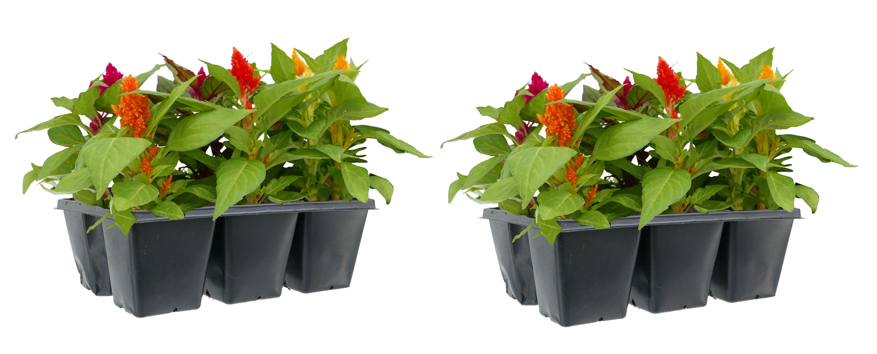 2 -Pack Assorted colors Celosia Mix 6 -Pack - Low Maintenance in the ...