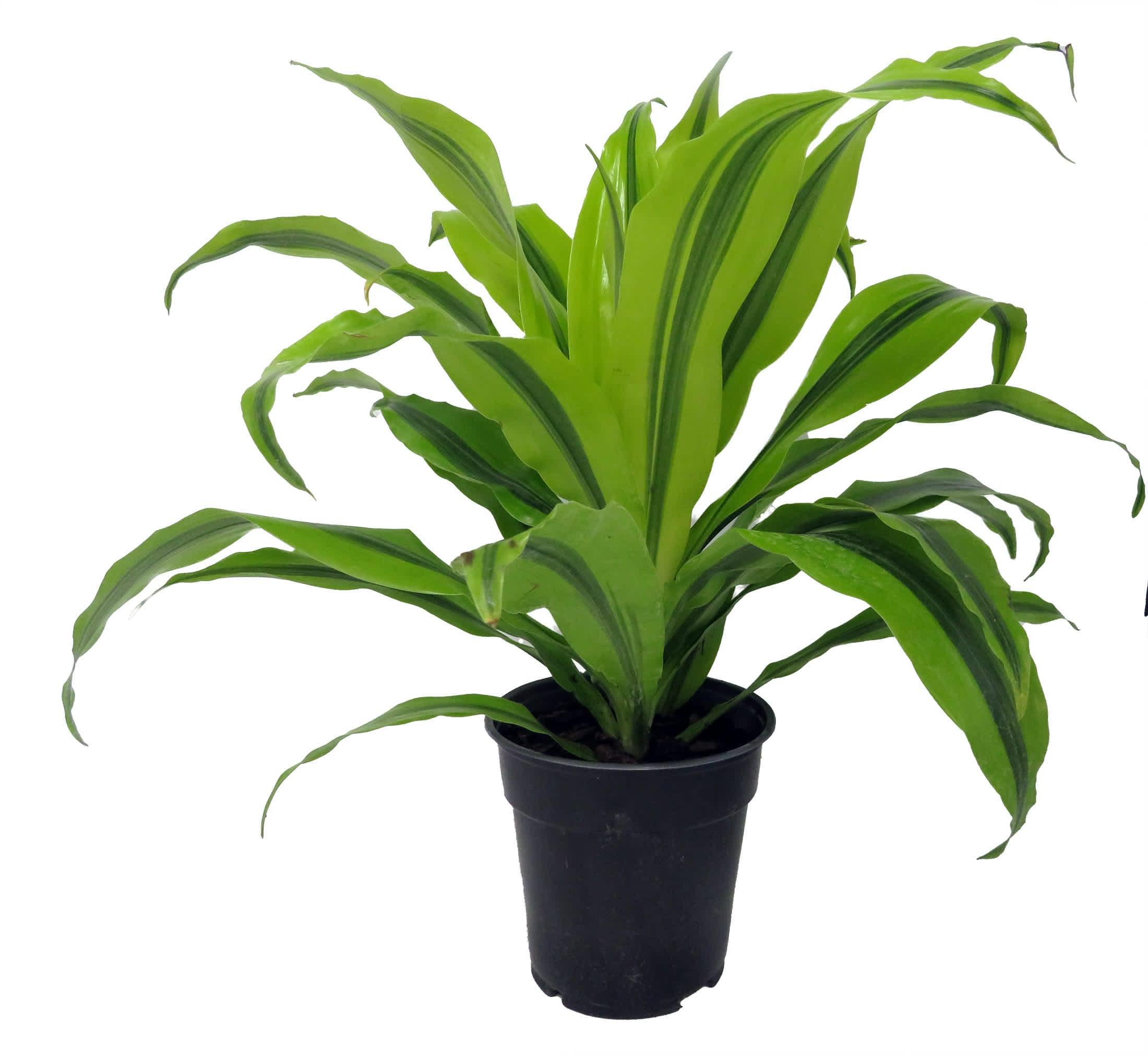 Hirt's Gardens Kristi Dragon Tree- Dracaena - 6 inch Pot in the House ...