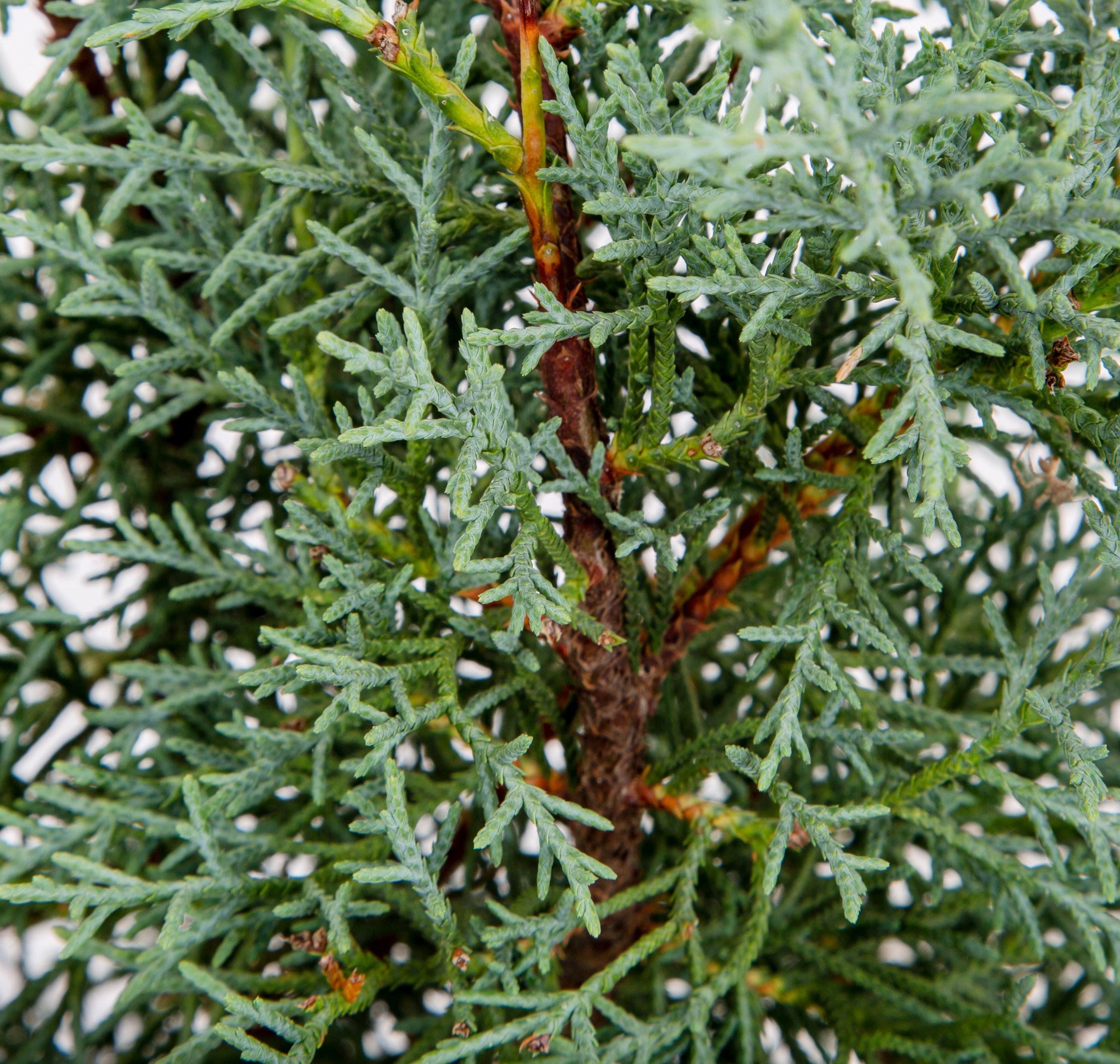 15.00 CYPRESS CAROLINA SAPHR in the Shrubs department at Lowes.com