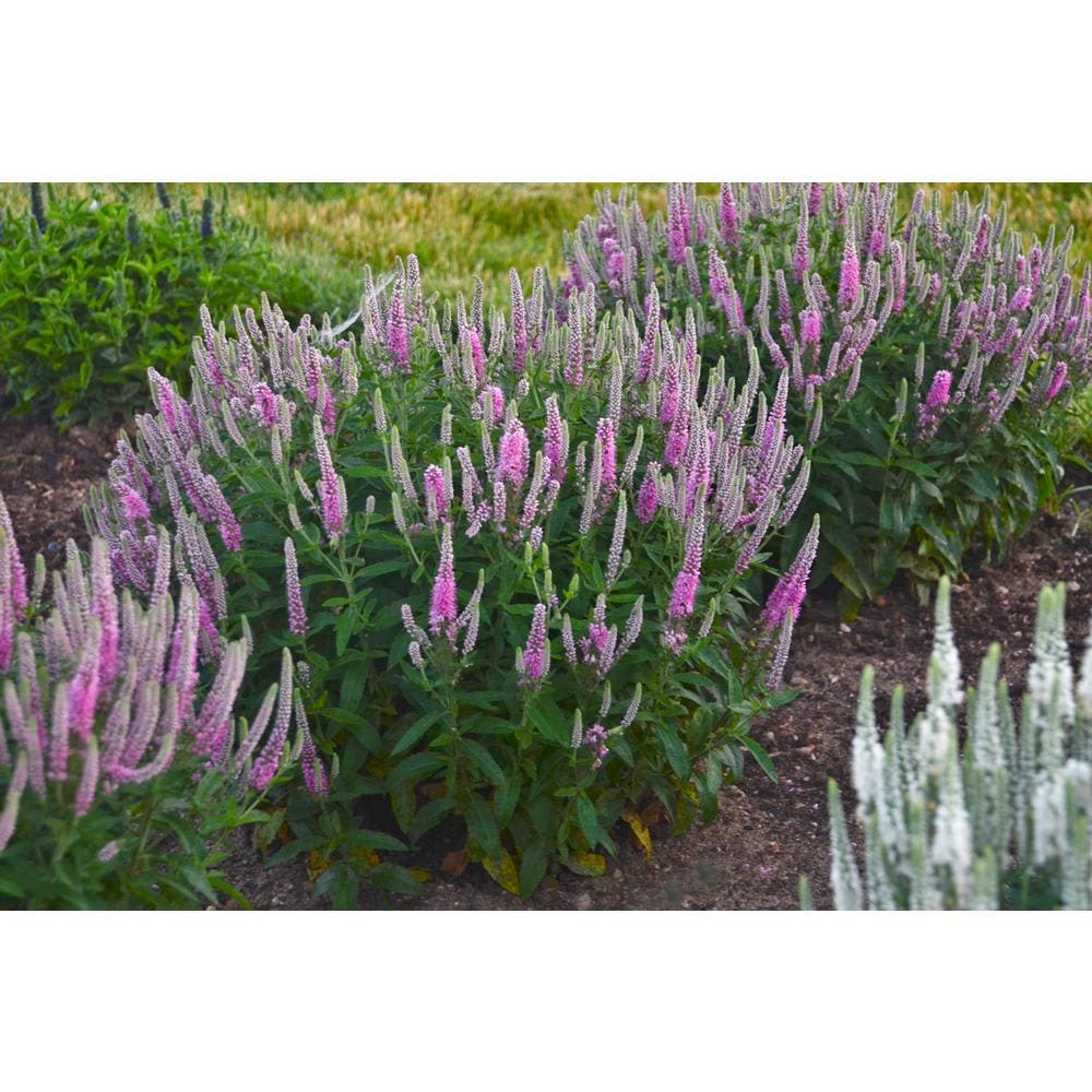 Hirt's Gardens Magic Show® Pink Potion Veronica - Speedwell - Gallon ...