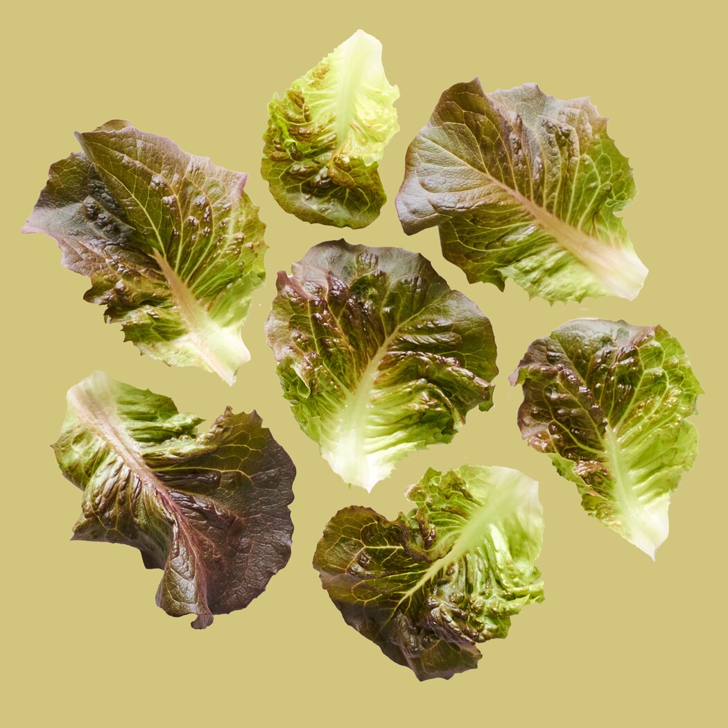 Lettuce Grow Pomegranate Crunch Romaine Lettuce Plants 12 Pack Bareroot Count Fast Growing