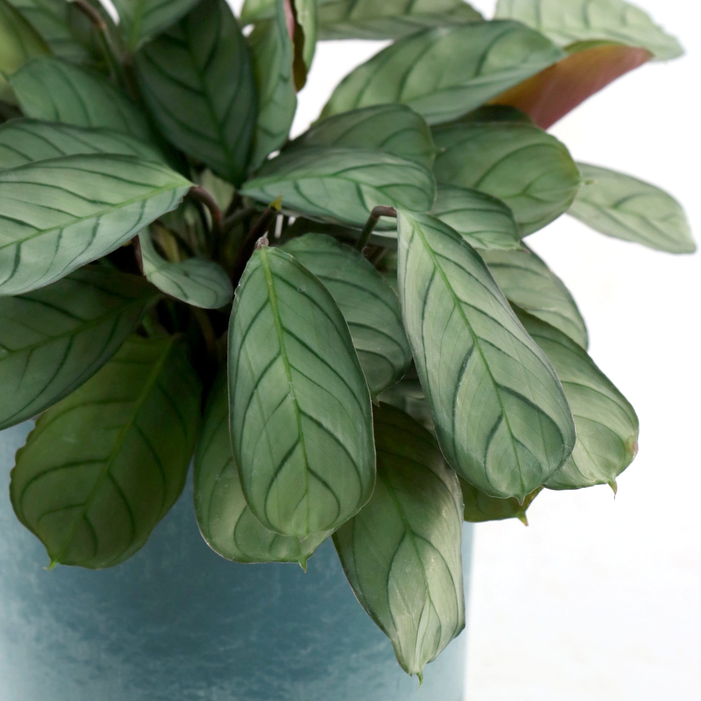 National Plant Network Calathea Amagris House plant in 4 Inch(es) Pot 3 ...