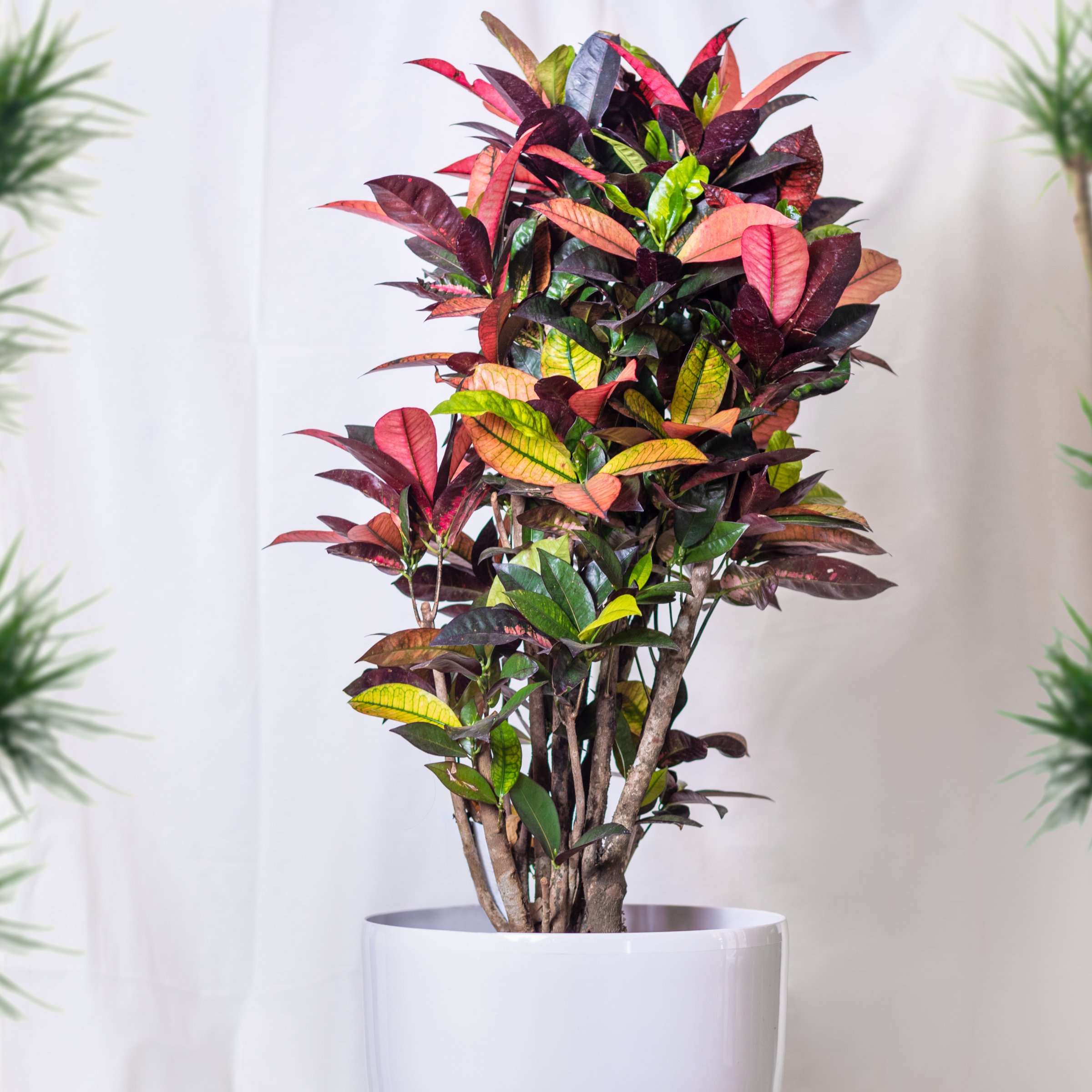National Plant Network Croton Red Iceton House plant in 6 Inch(es) Pot ...