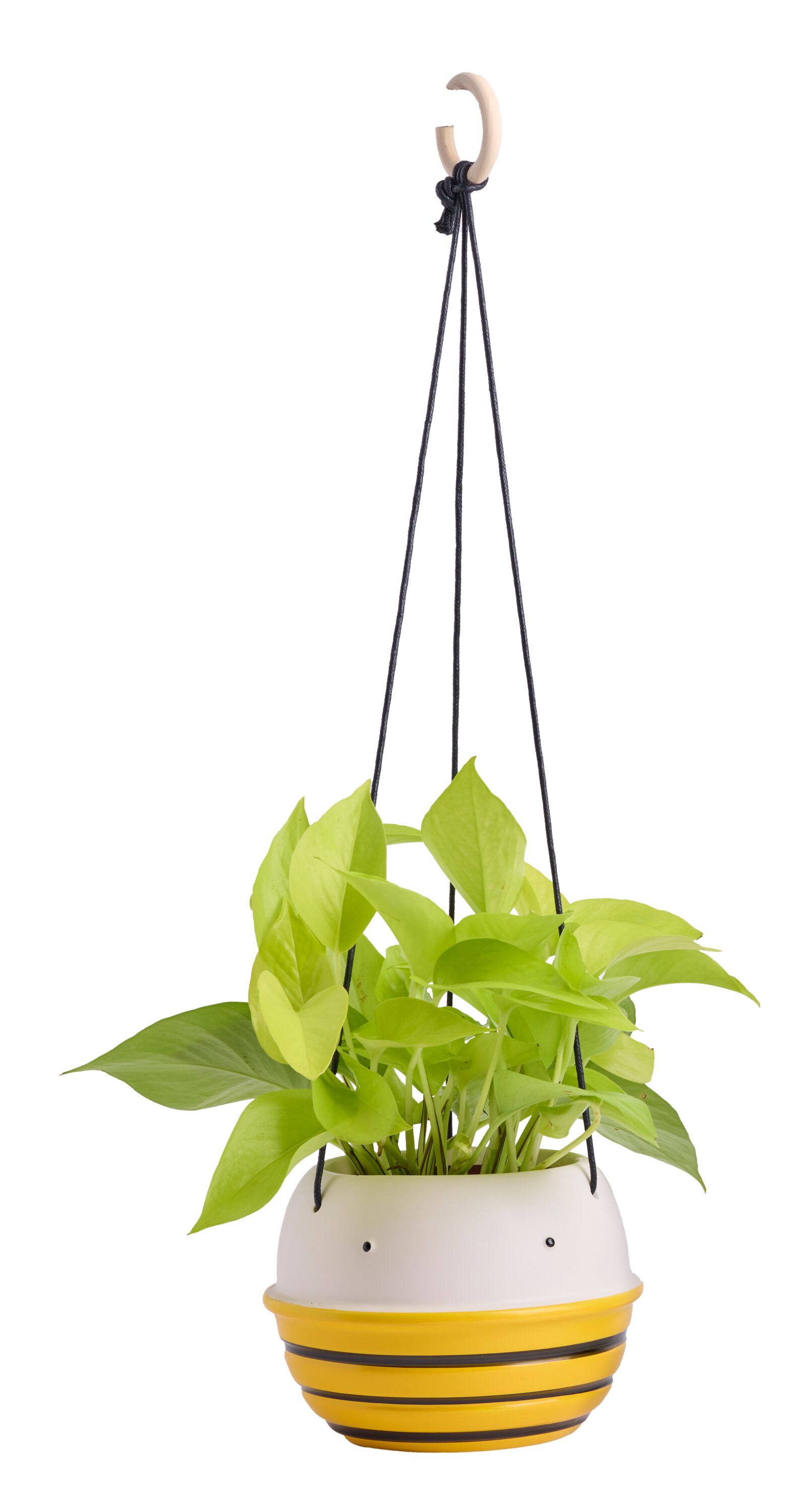 LiveTrends Neon Pothos - White Bea House plant in 4 Inch(es) Pot 1 ...