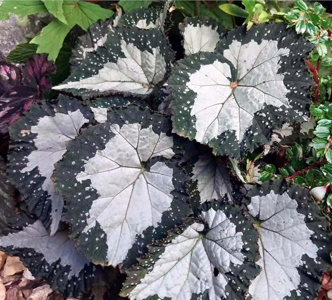 Hirt's Gardens Starry Night Begonia Plant - 3.7 inch Pot - Terrarium ...