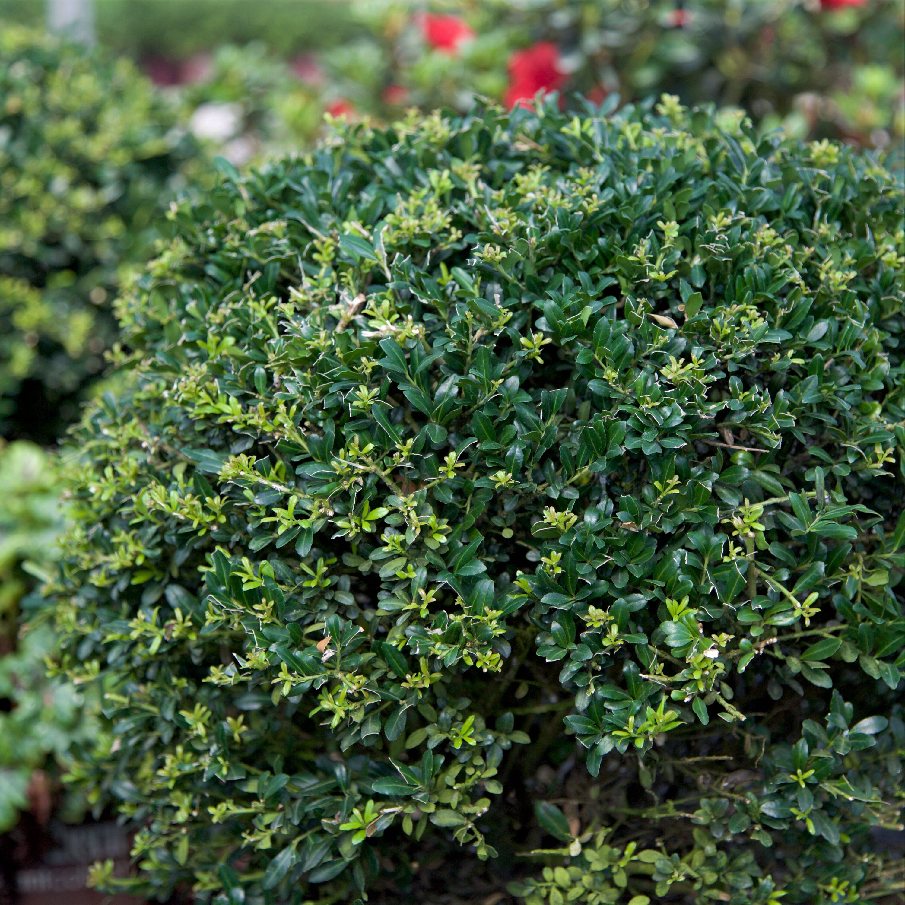 Southern Living Plant Collection Low Rider Holly Foundation/Hedge Shrub ...