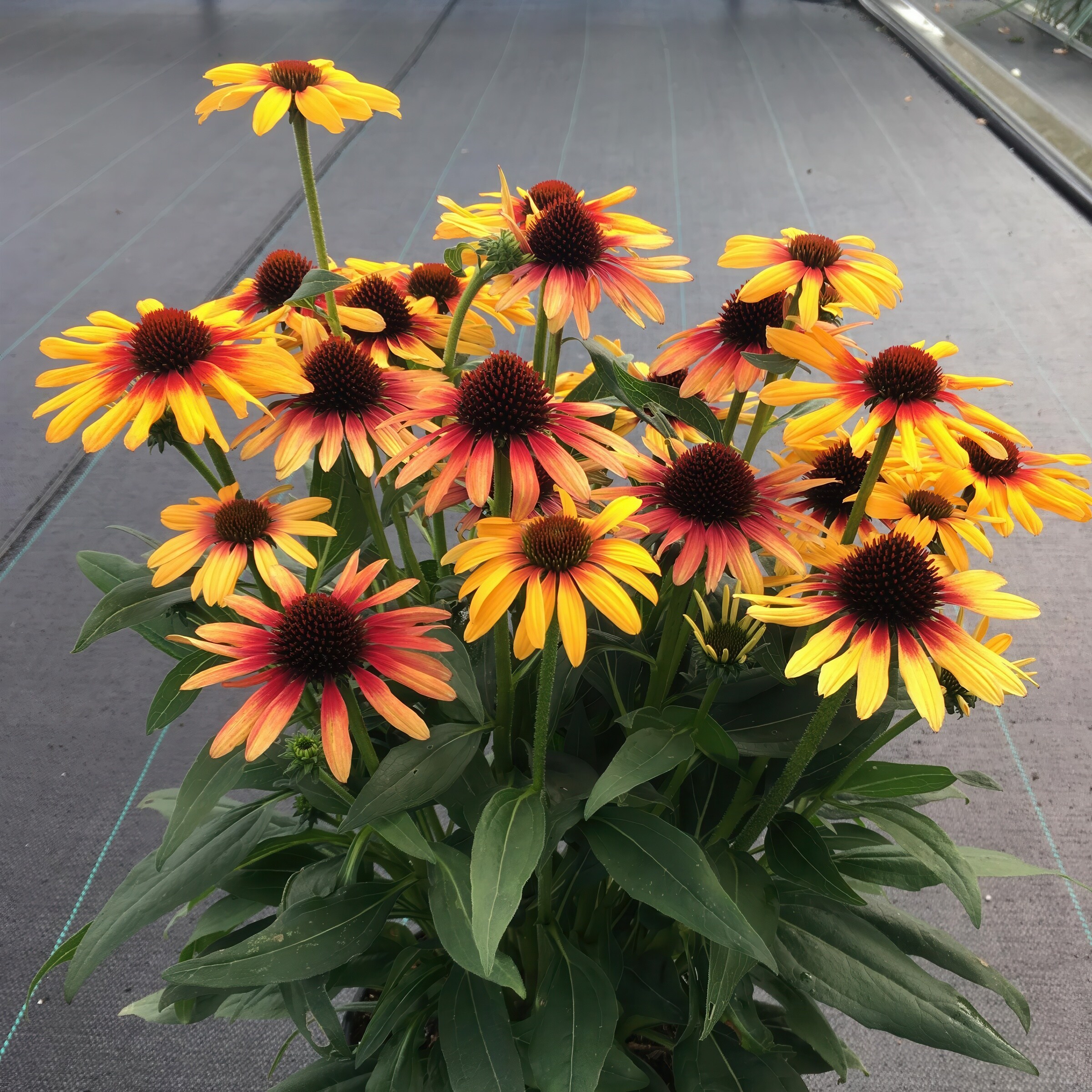 National Plant Network Multicolor Echinacea SunSeekers Tequila Sunrise ...