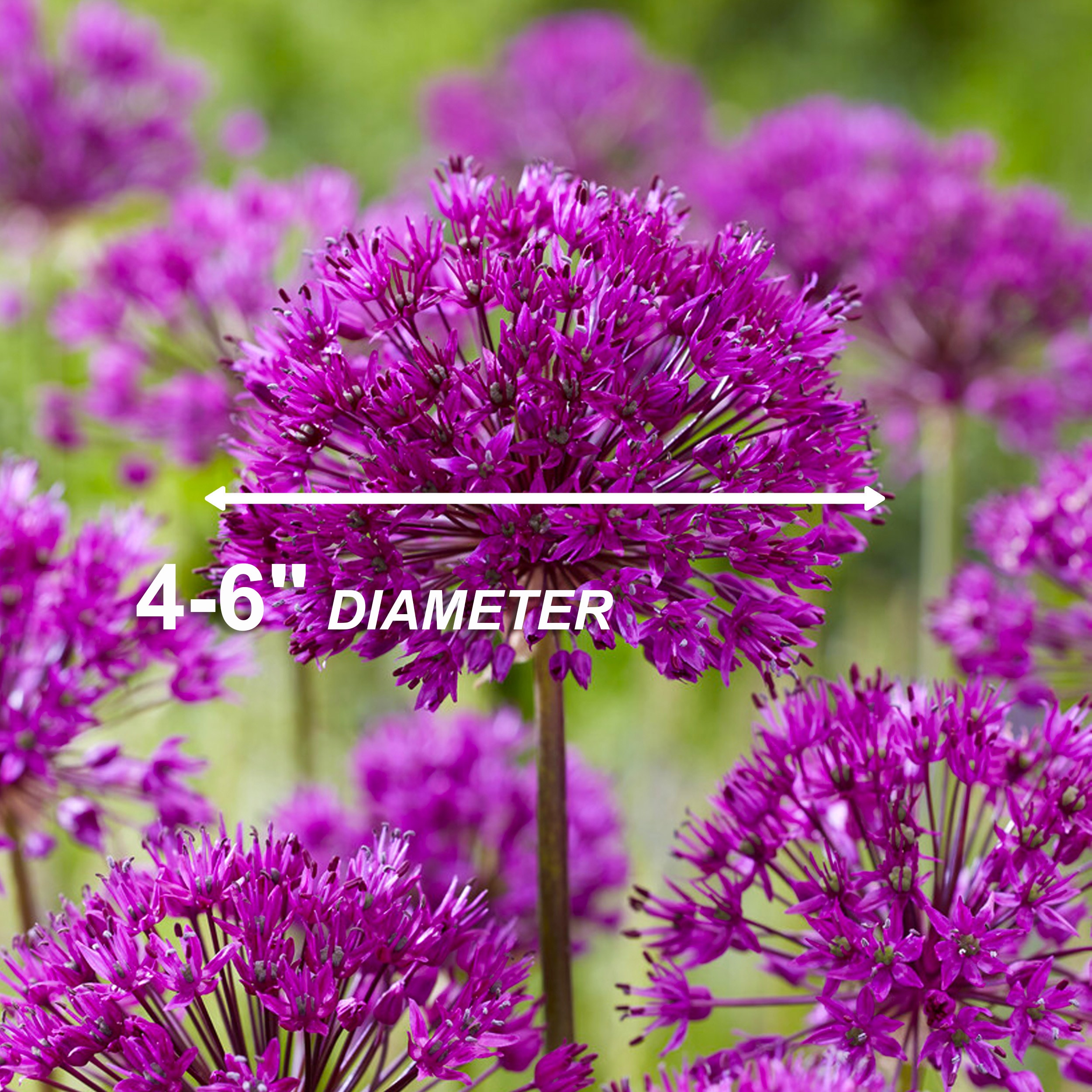 Garden State Bulb Purple Purple Sensation Allium Bulbs 25 Count in the ...