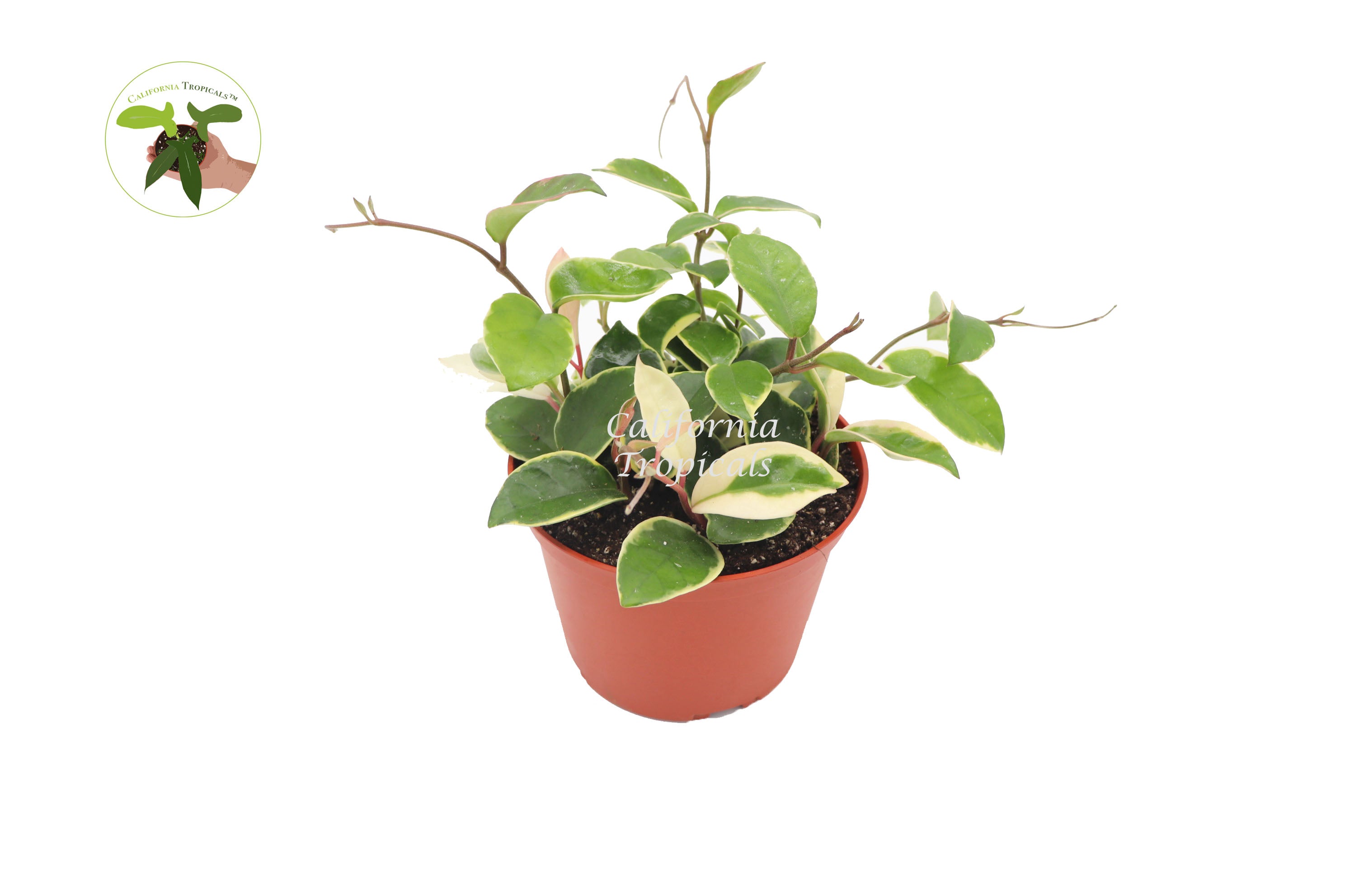 Hoya Carnosa Tricolor Plants, Bulbs & Seeds at Lowes.com