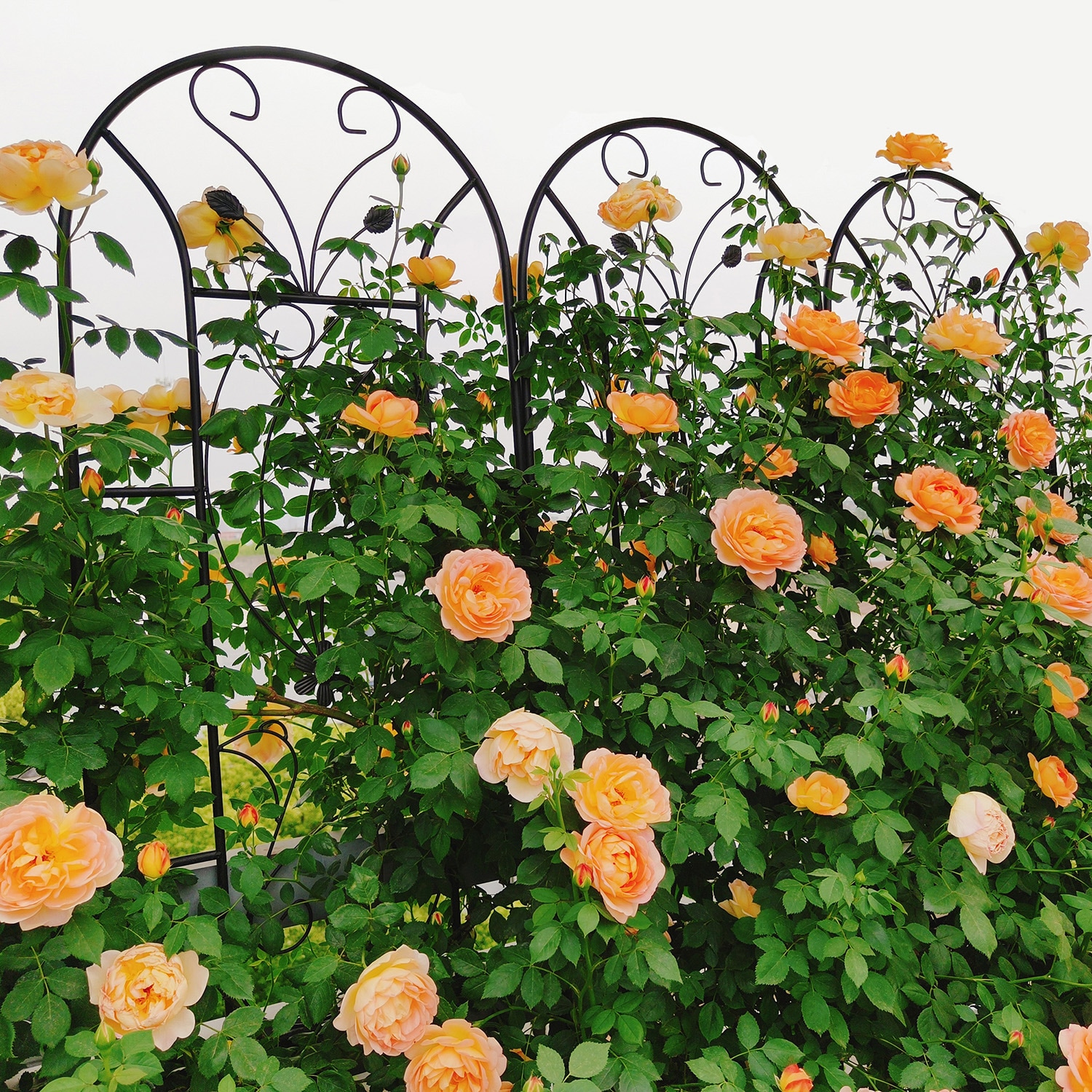 Mondawe 86-in H 4 Pack Black Metal Rustproof Peacock Style Garden ...