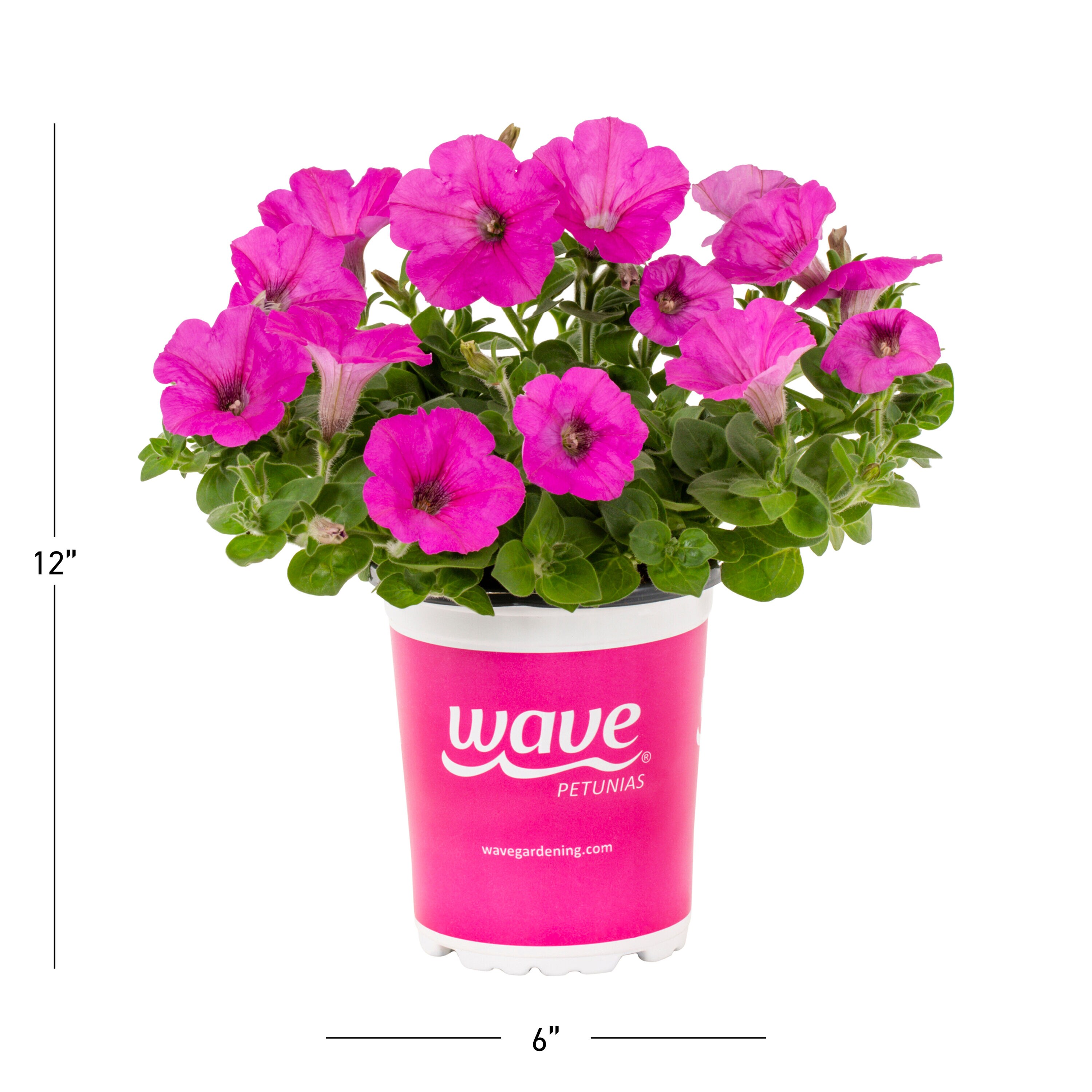 Wave Pink Petunia in 1-Quart Pot 5-Pack 4691 at Lowes.com