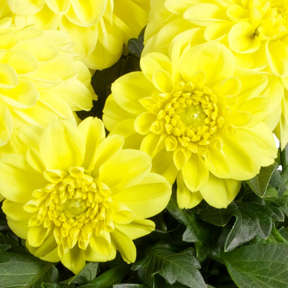 Proven Winners 1.5 Pint Yellow Dalina Midi Corsica Dahlia 1 -Pack in ...