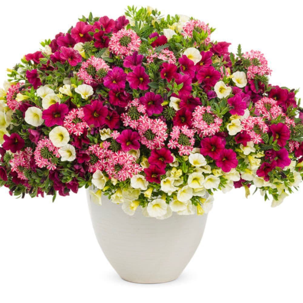 Proven Winner Multicolor Mixed Annuals in 2.5-Gallon Pot 5-Pack NURSERY ...
