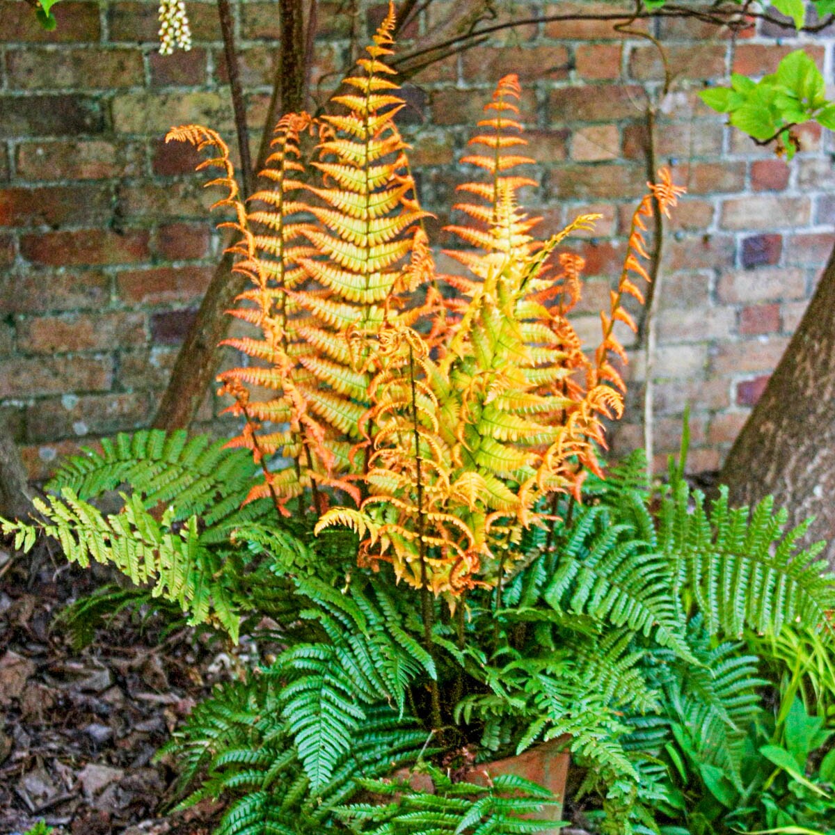Jurassic Gold Fern Potted Shade Loving Perennial Outdoor Plants at ...