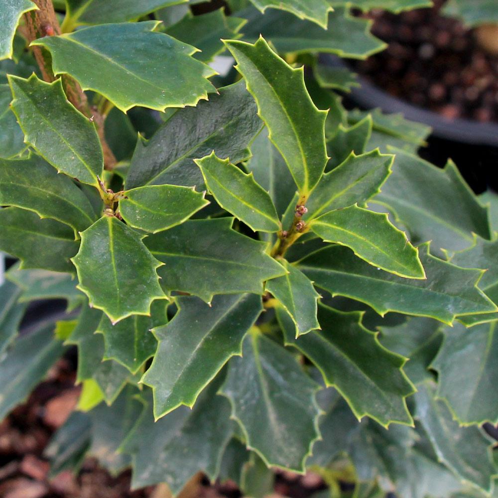 Brighter Blooms Oak Leaf- Holly Tree (3-4 ft.) in the Shrubs department ...
