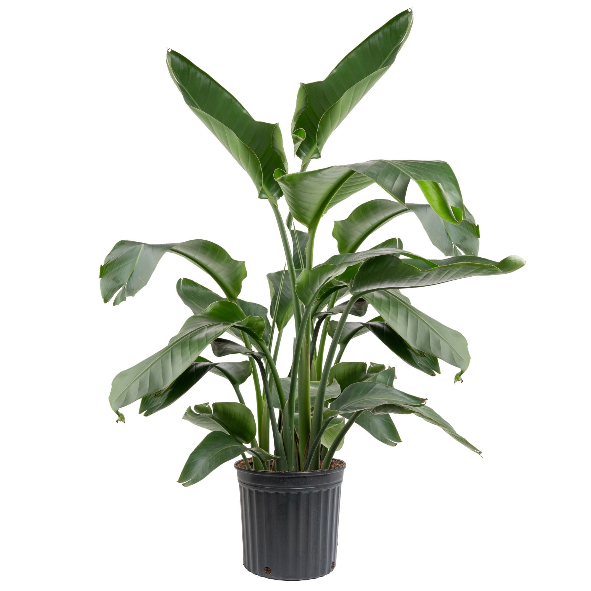 Costa Farms White Bird of Paradise House plant in 12 Inch(es) Pot 1 ...