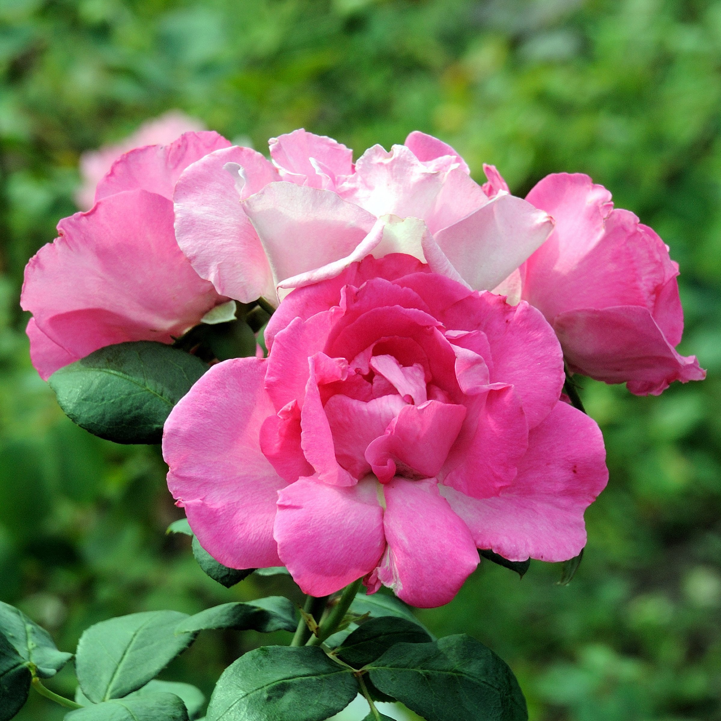 National Plant Network Pink MiniFlora Tree Rose 3 -Gallon 1 -Pack in ...