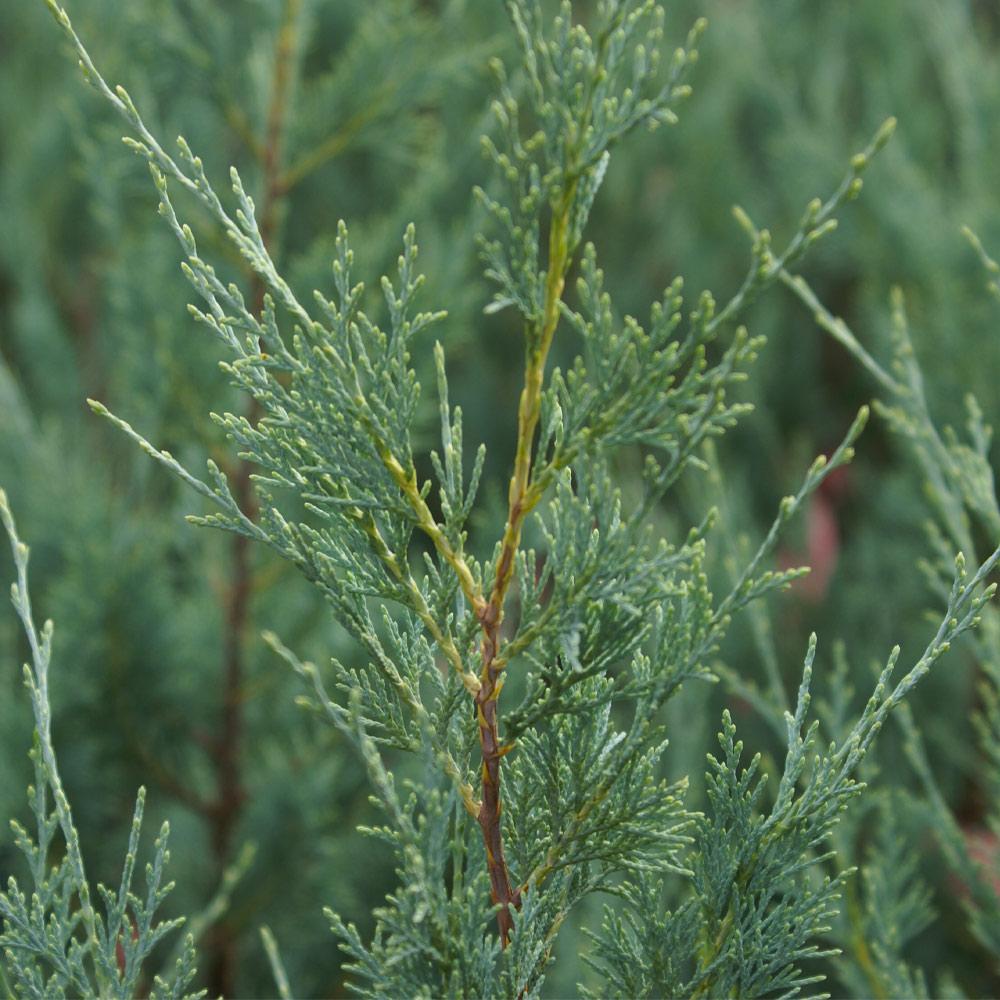 Brighter Blooms Juniper 'Wichita Blue' Tree (3-4 ft.) at Lowes.com