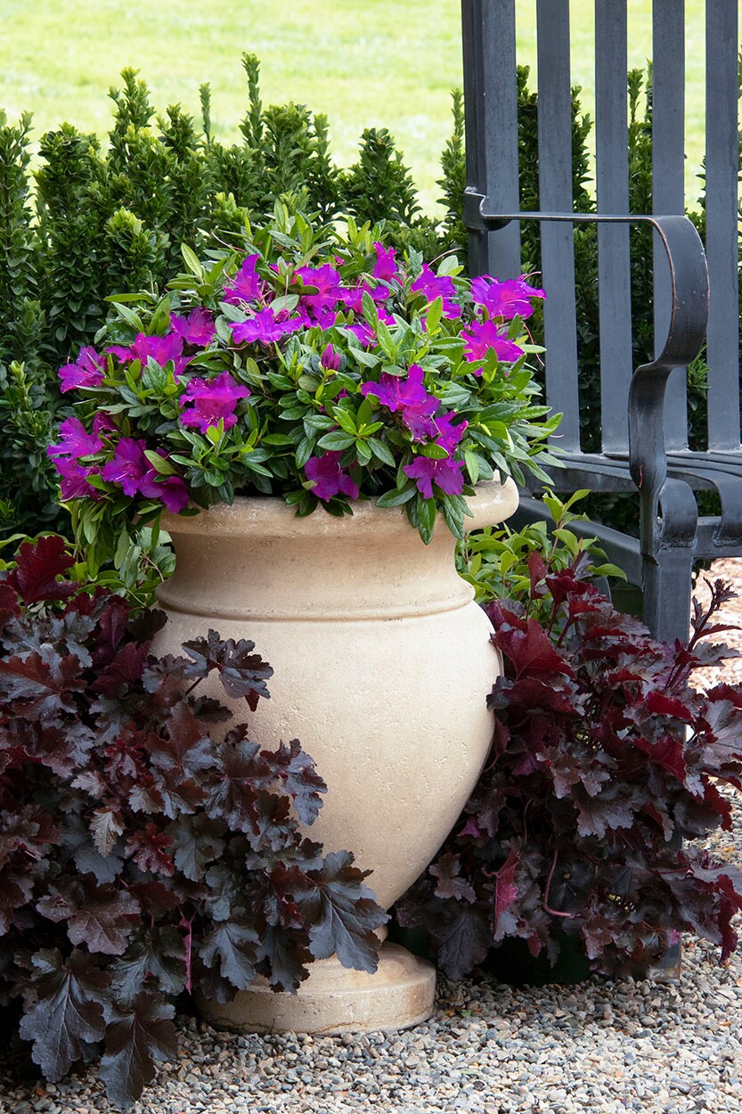 Monrovia Double Shot Grape Azalea Flowering Shrub in 1.73 -Gallon Pot 1 ...