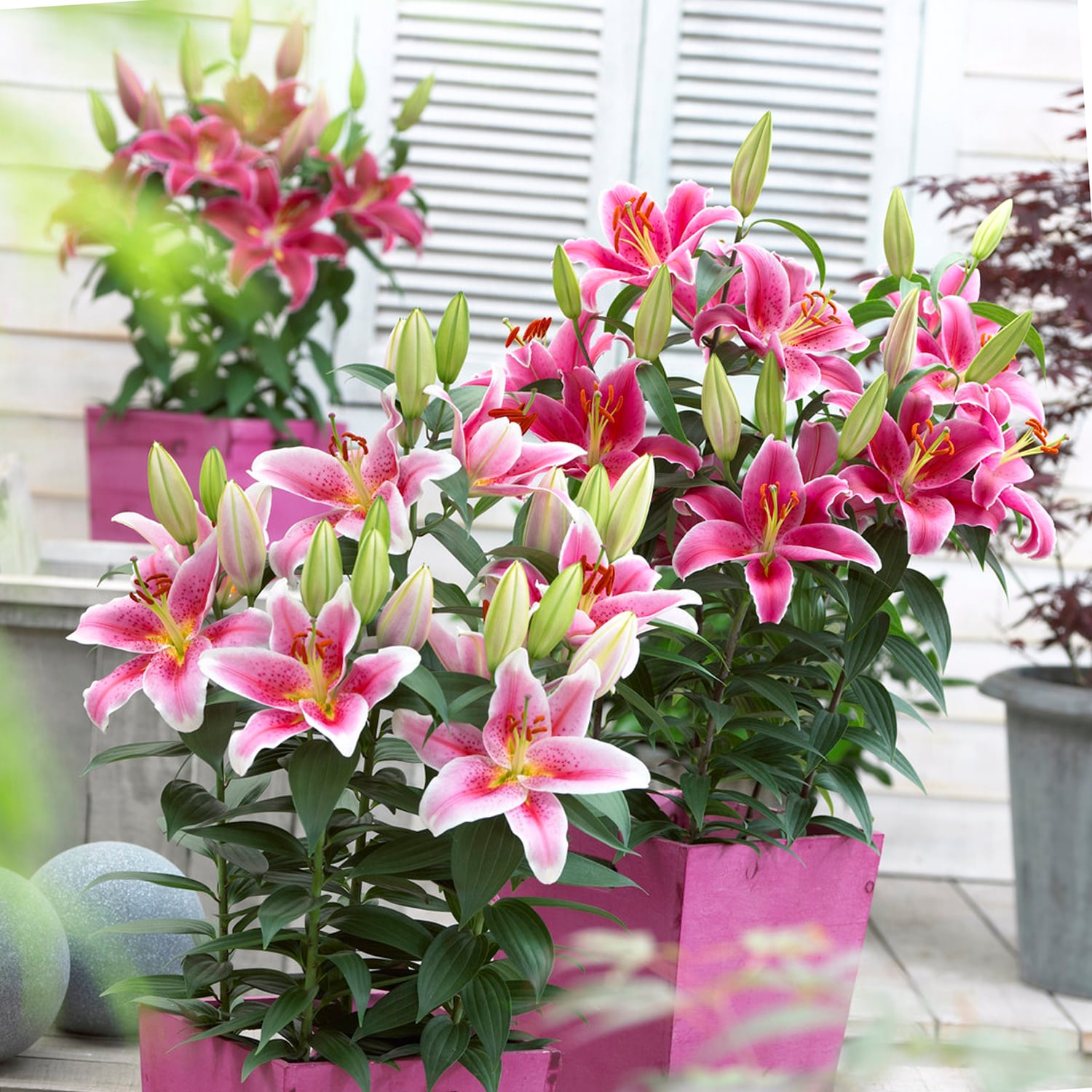 Garden State Bulb Lily Blend PBS in the Perennials department at Lowes.com