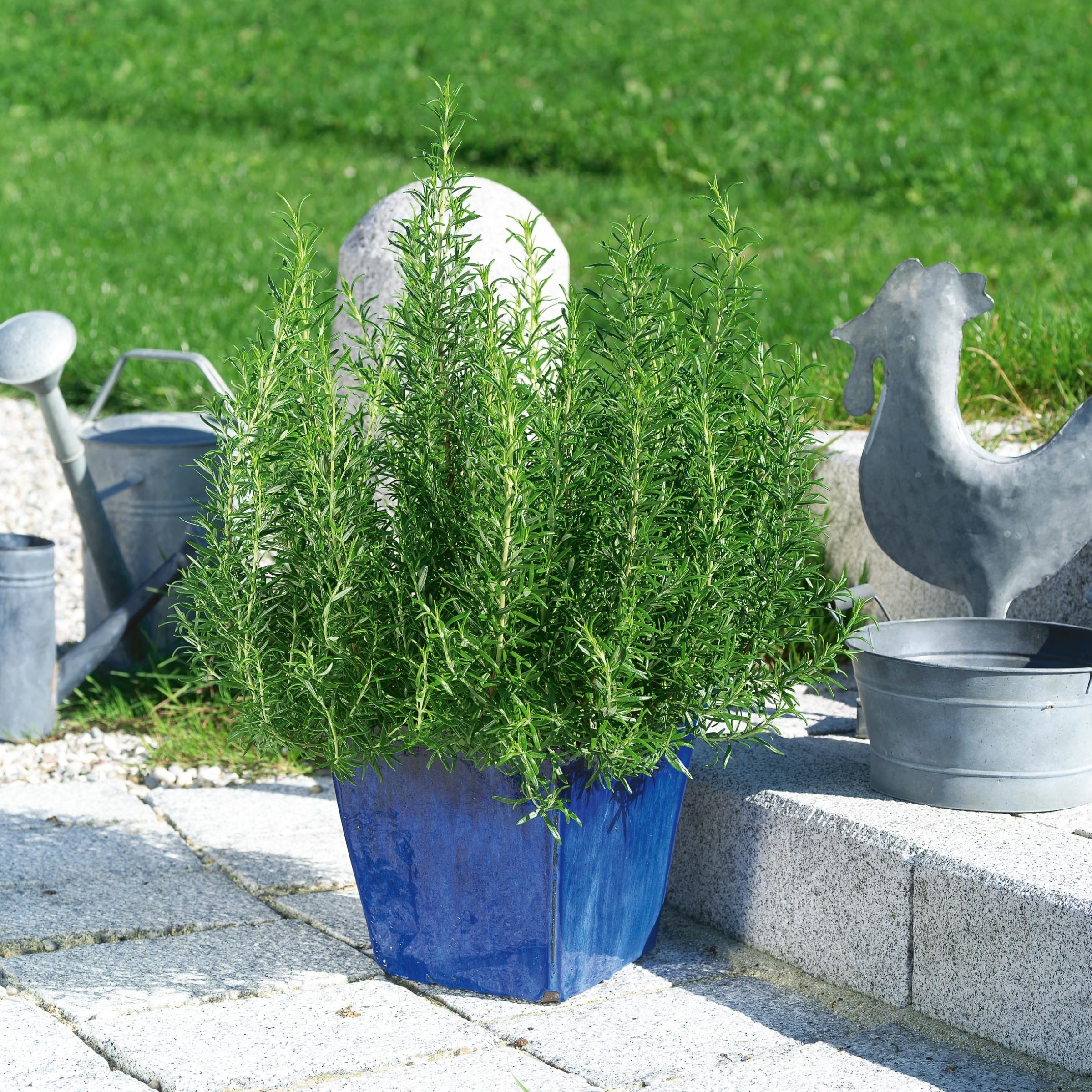 Ferry-Morse 1 -Pack Rosemary Plant in Pot in the Vegetable Plants ...