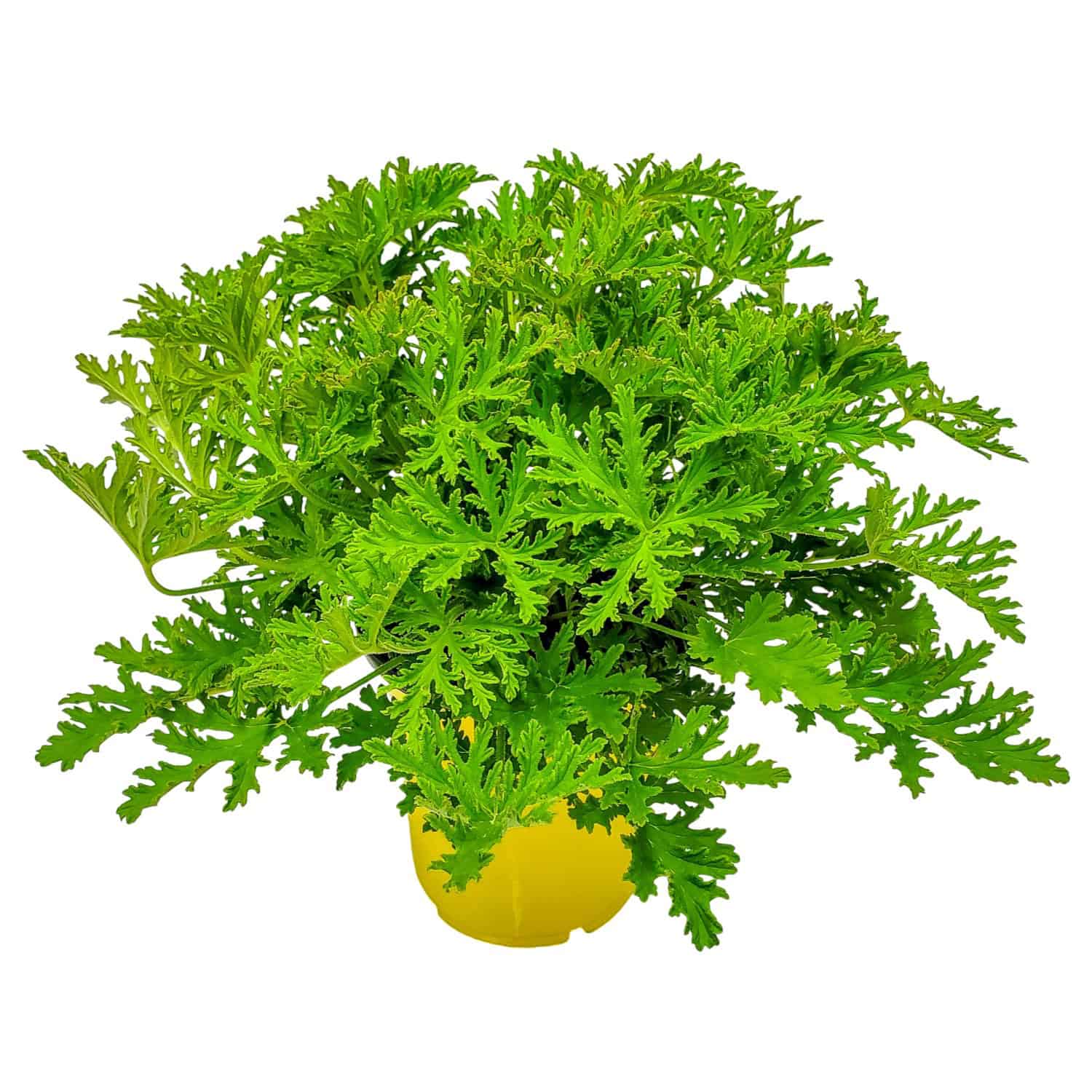 Tropical Plants of Florida Citronella Mosquito Plant in 1 Gallon ...