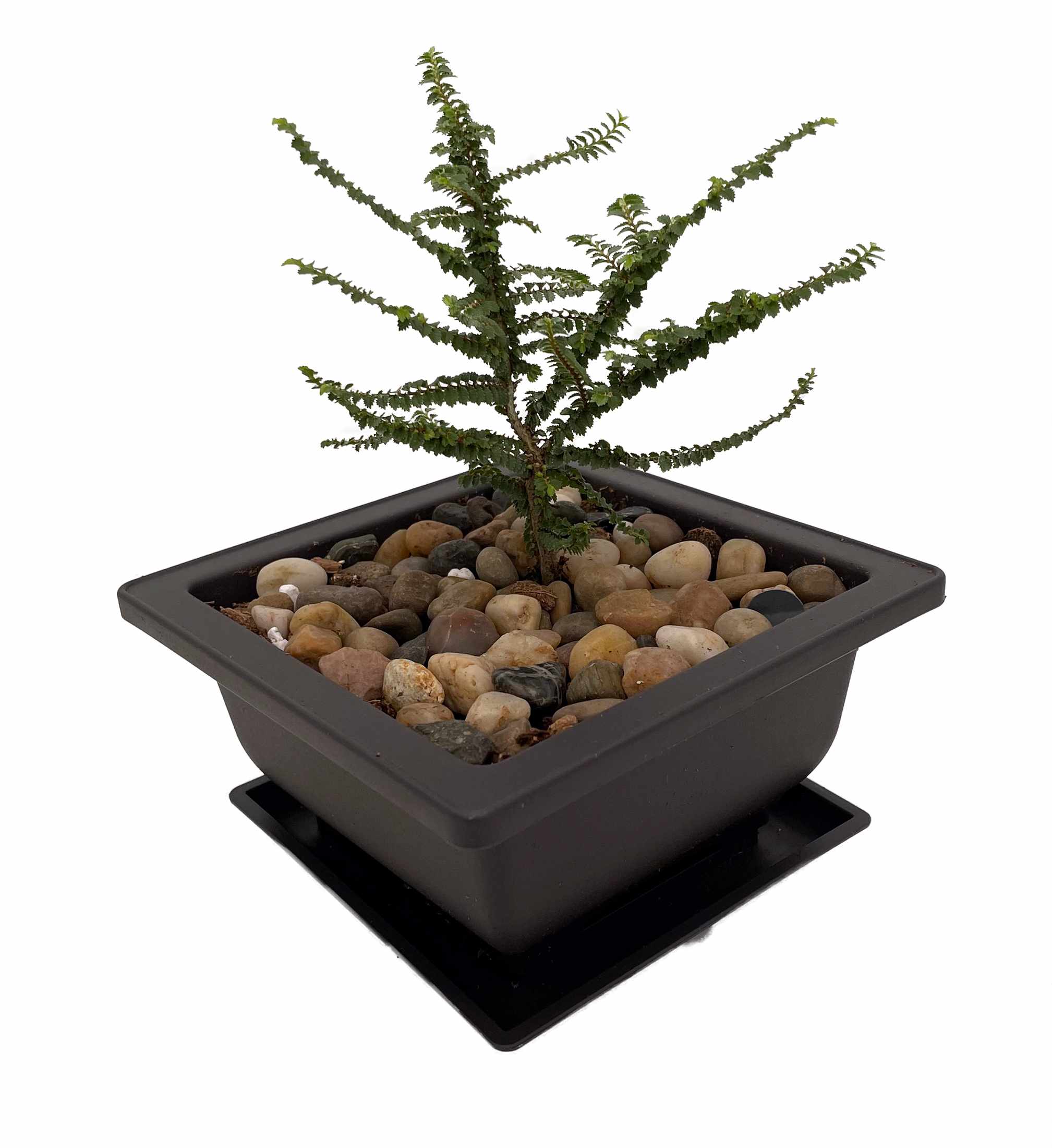 Hirt's Gardens Hokkaido Dwarf Chinese Elm - Ulmus parvifolia - 4.7 inch ...