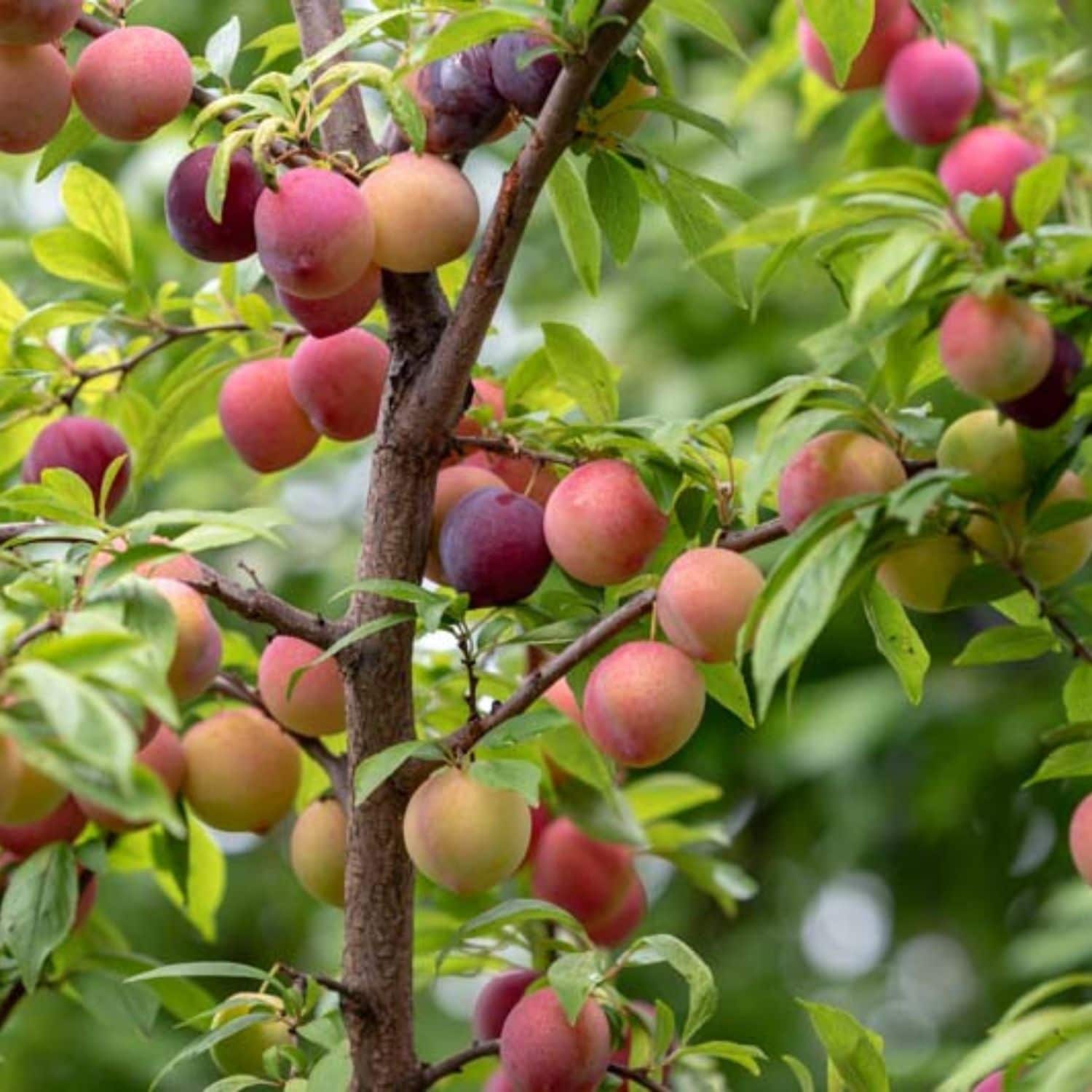 Southern Living 1 Count White Fruit Ruby Sweet Plum In pot (with soil ...