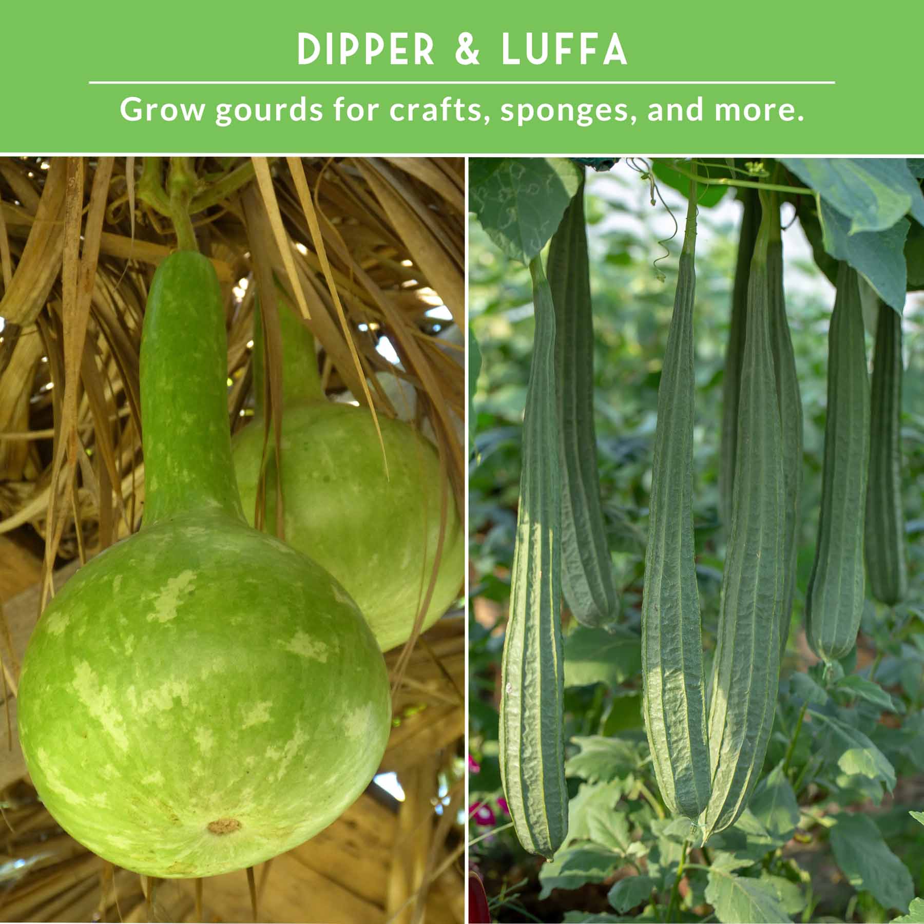 Survival Garden Seeds Dipper and Luffa Gourd Seed Collection in the ...