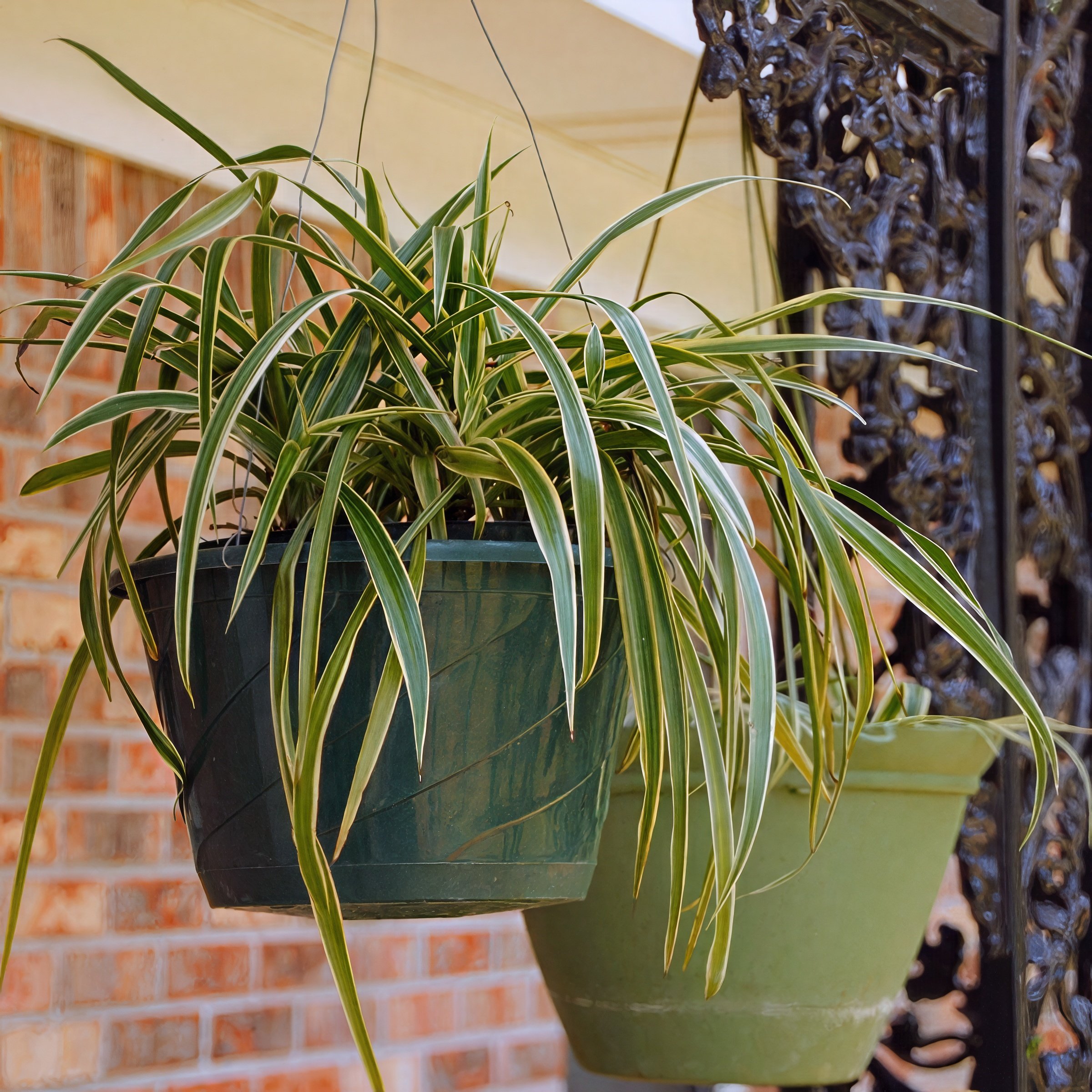 National Plant Network Chlorophytum Variegated Irish Spider House plant ...