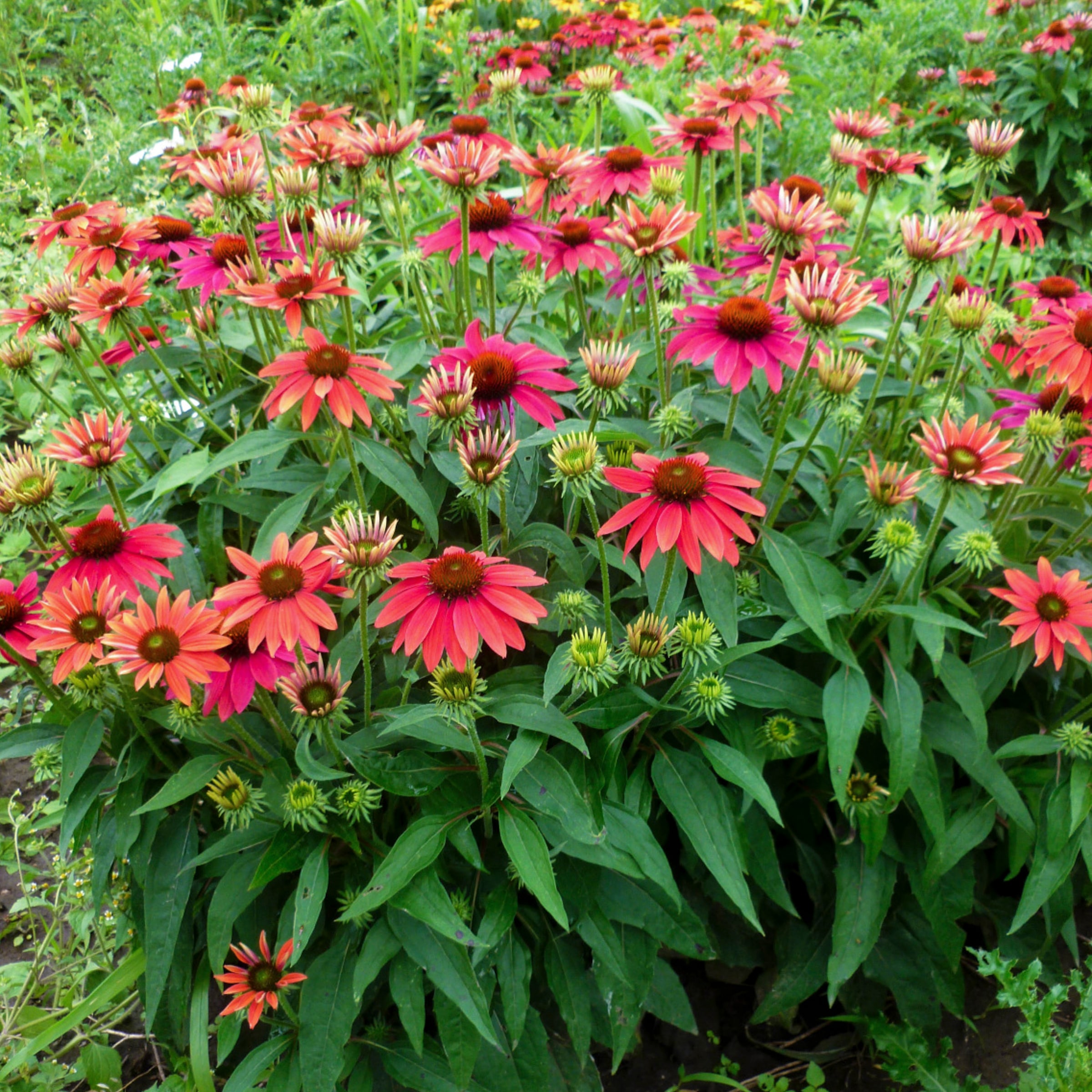 Monrovia Multicolor Coneflower Plant in 1 -Gallon Pot 1 -Pack in the ...