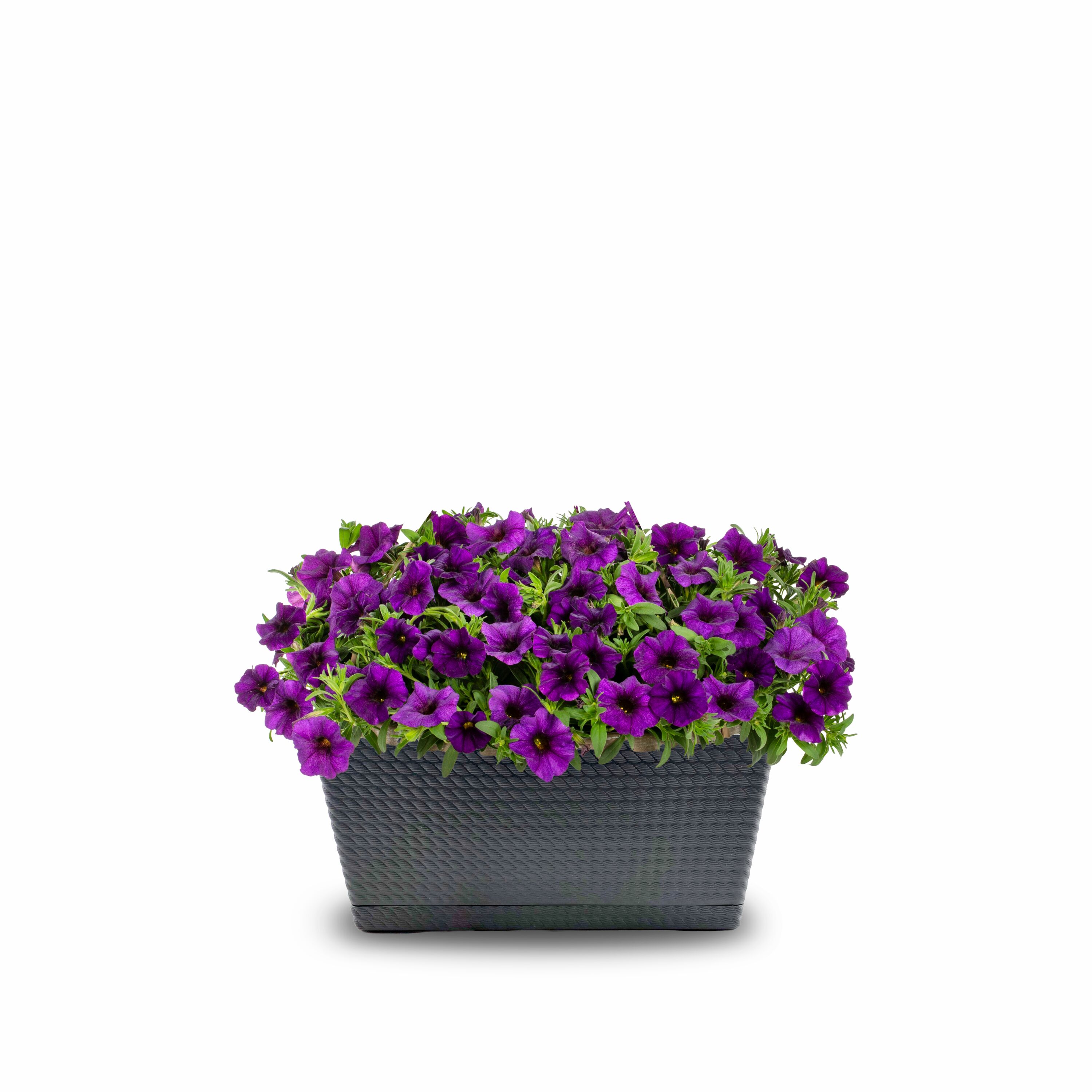 3 Quart(s) Multicolor Petunia 1 -Pack - Low Maintenance in the Annuals ...