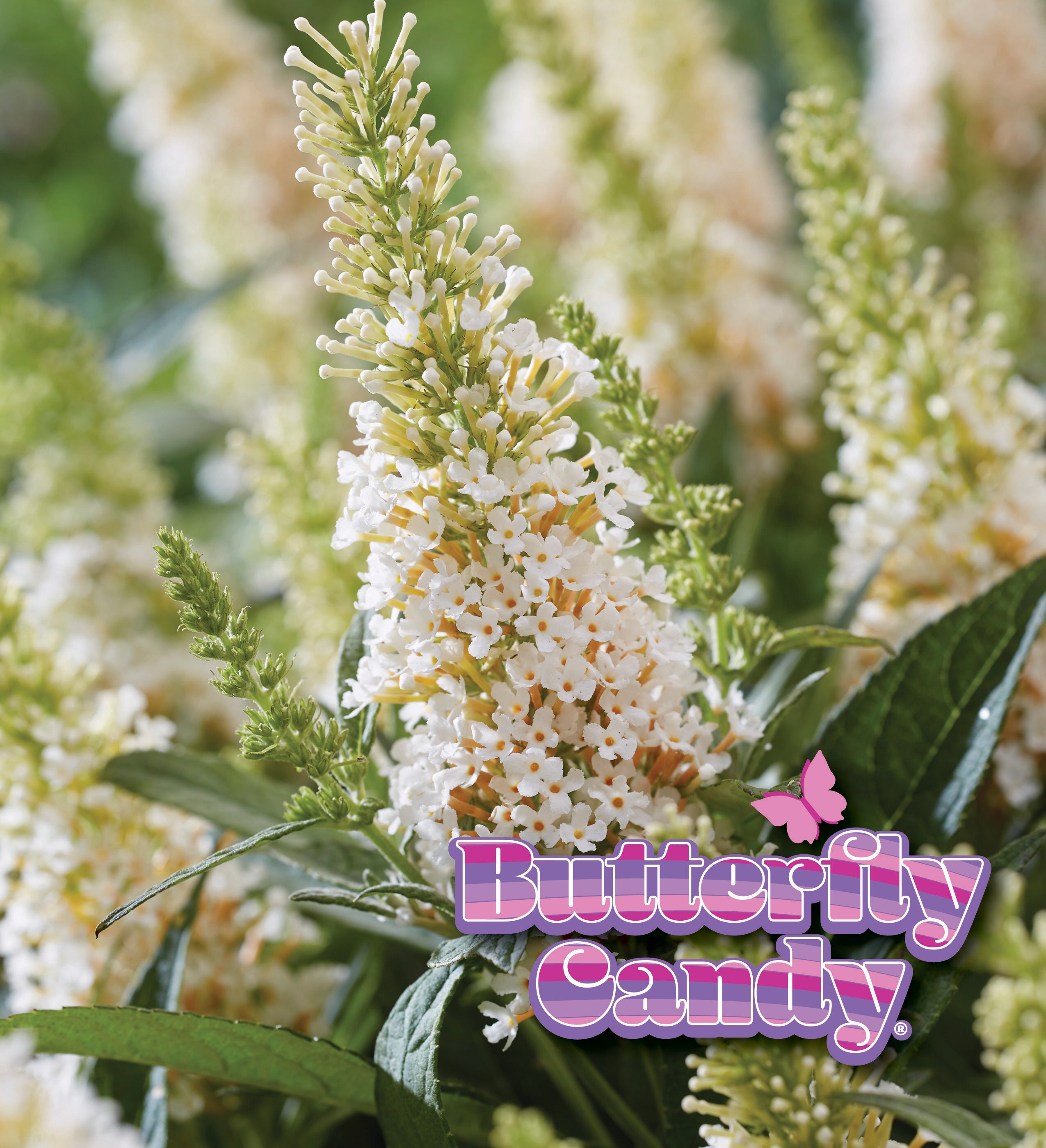 Butterfly Candy Lil' Coconut Butterfly Bush Flowering Shrub in 1.5 ...