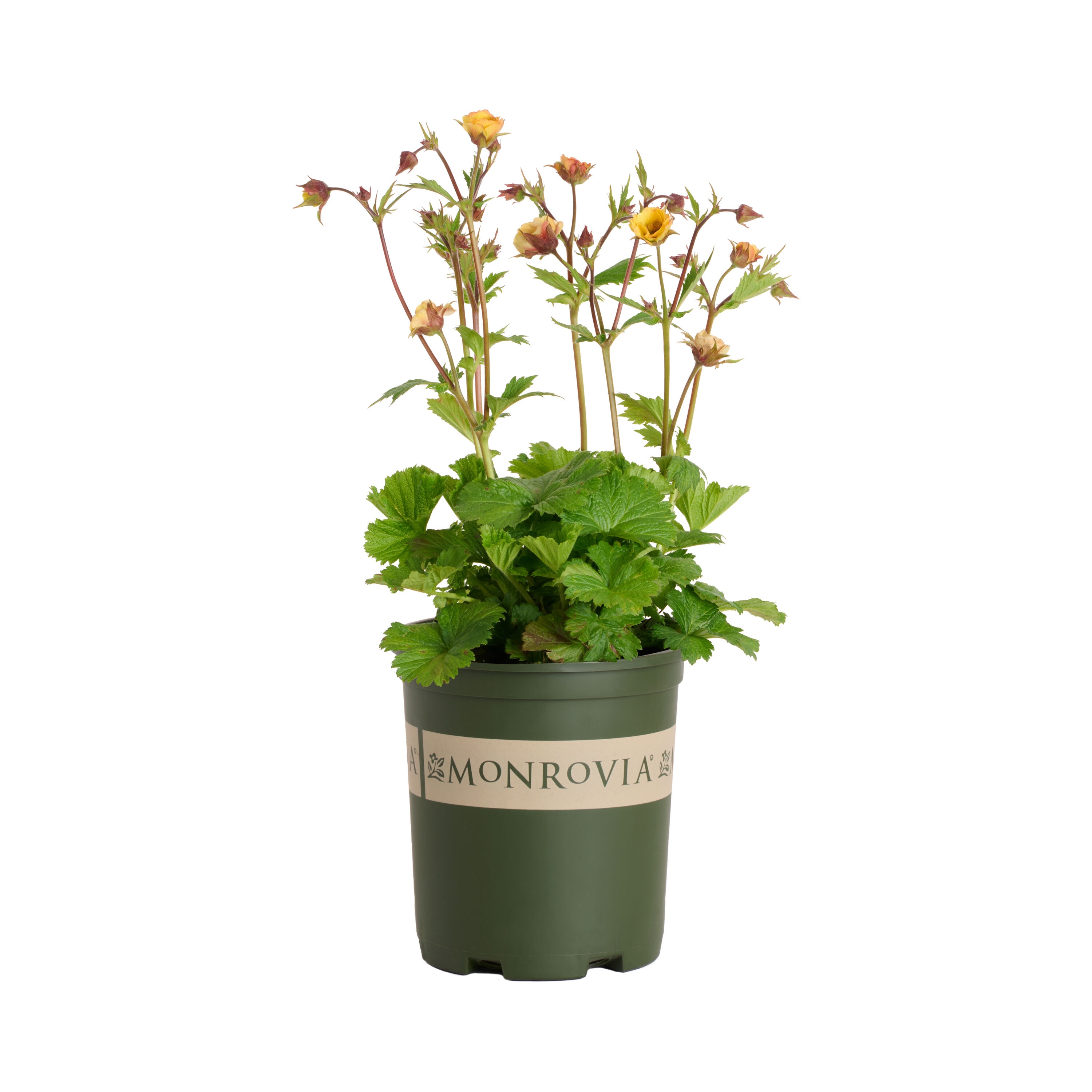 Monrovia 2.6 -Quart Yellow Avens Tempo Yellow 1 -Pack - Low Maintenance ...