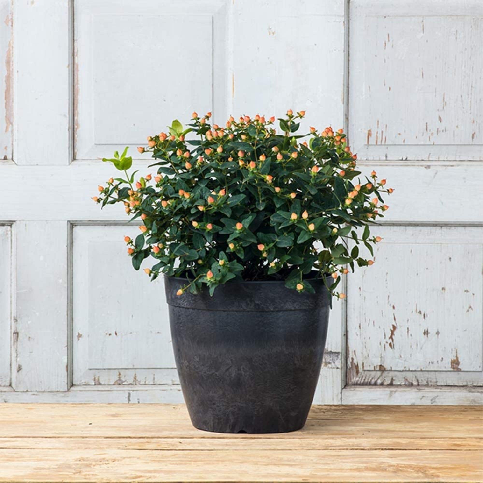 Novelty Manufacturing Round Dolce Flower Pot/Planter- Black- 12in in ...