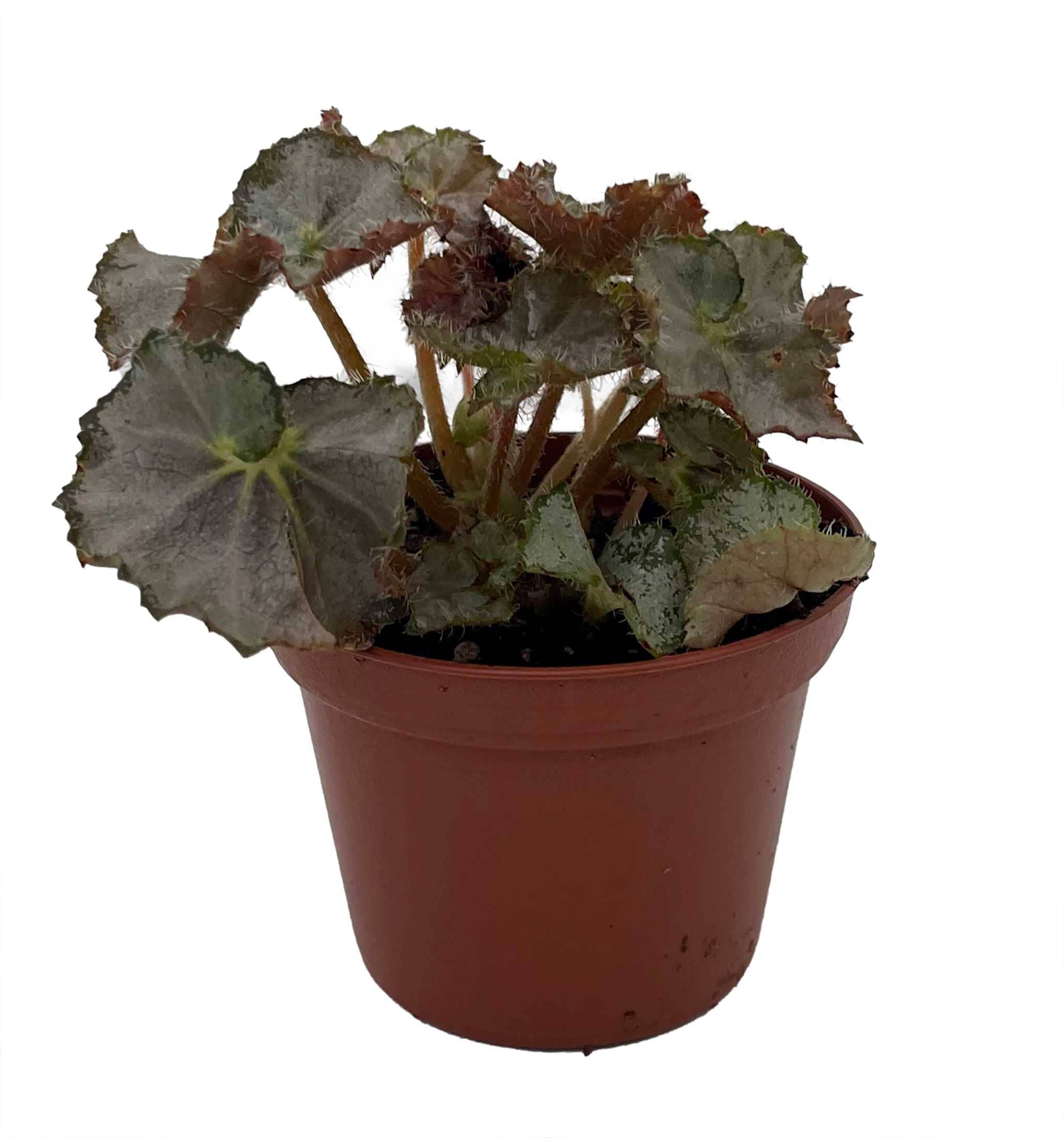 Hirt's Gardens Five and Dime Begonia Plant - 2.5 inch Pot - Easy House ...