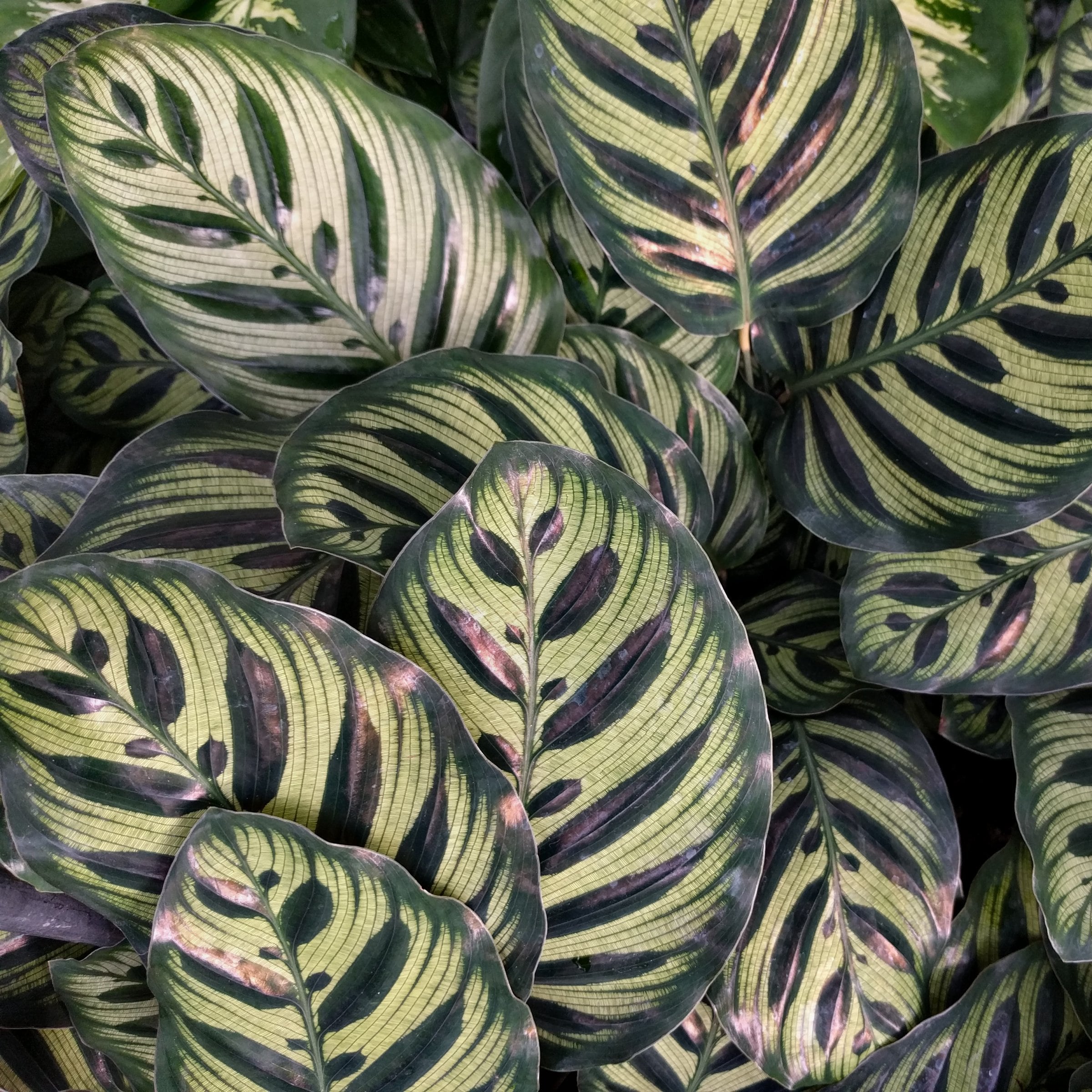 National Plant Network Calathea Makoyana House plant in 6 Inch(es) Pot ...