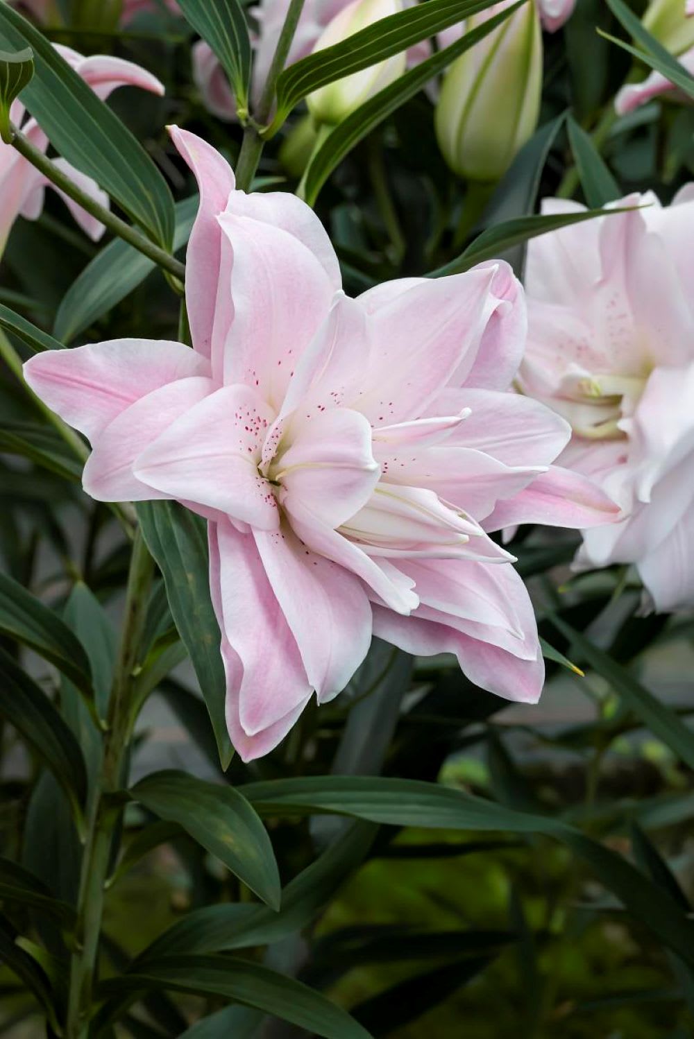 Hirt's Gardens Lotus Queen Oriental Lily - 2 Bulbs 16/18cm - Pink ...